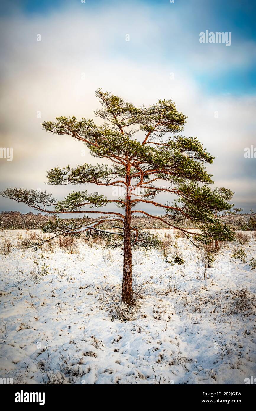 Tree in the winter hi-res stock photography and images - Alamy