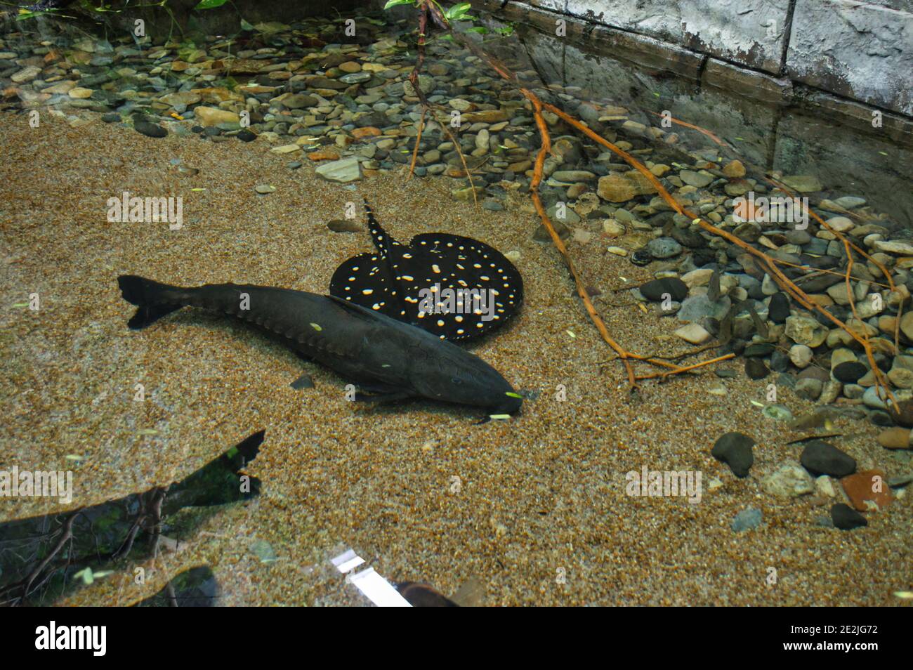 Black fish rocks in hi-res stock photography and images - Alamy