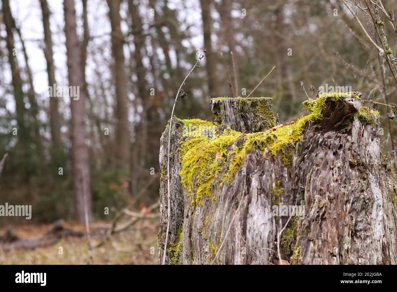 Tree stump overgrown with moss hi-res stock photography and images - Alamy