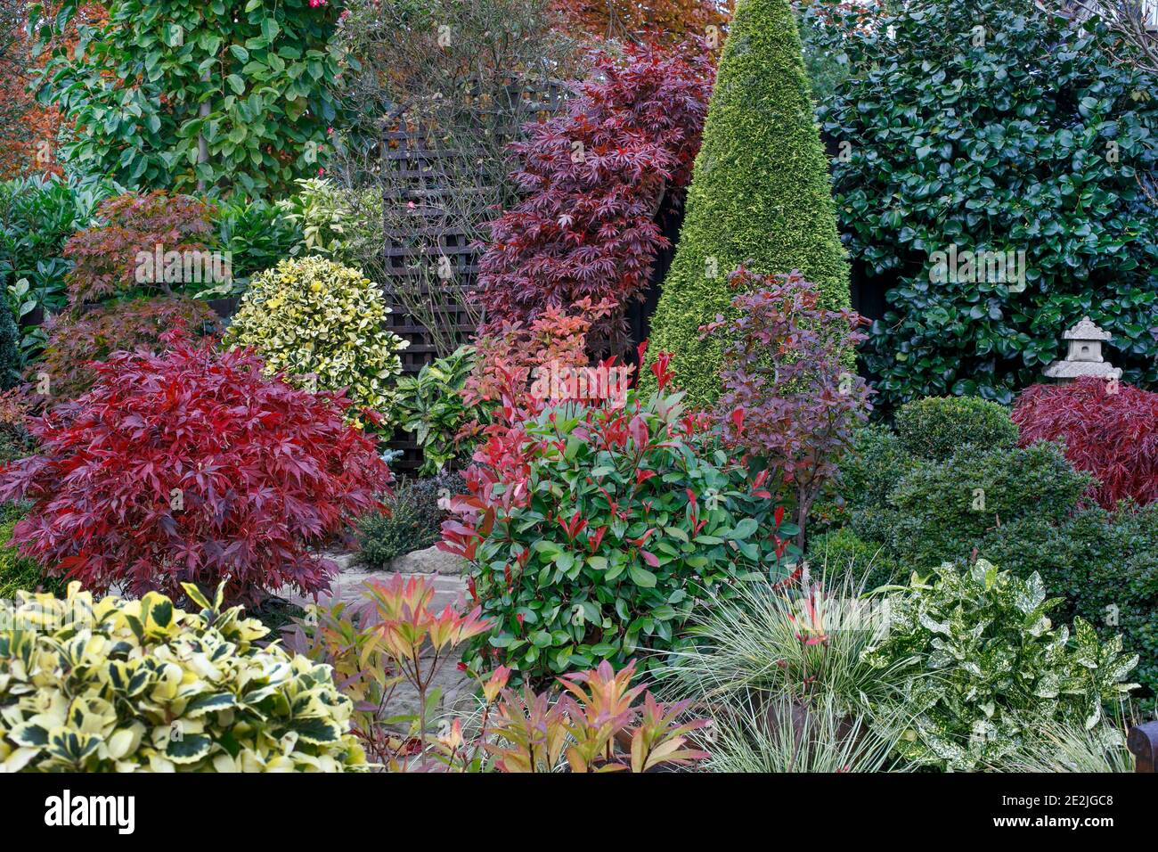 autumnal colours of mixed acers, conifers, photinias, topiary and ...