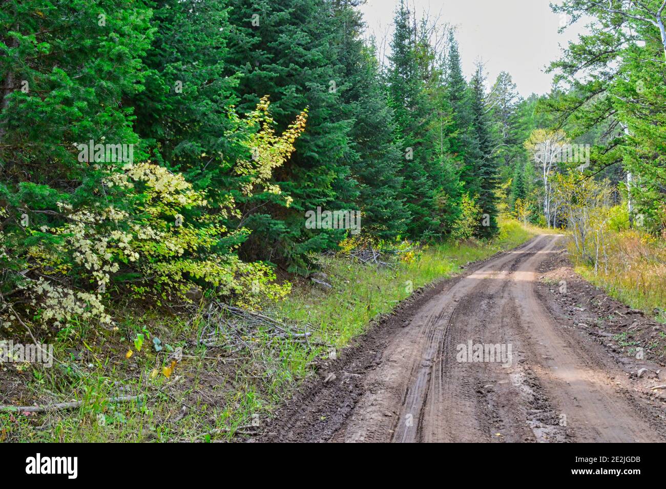 Mesmerizing shot of a green forest with a small road on the right side ...