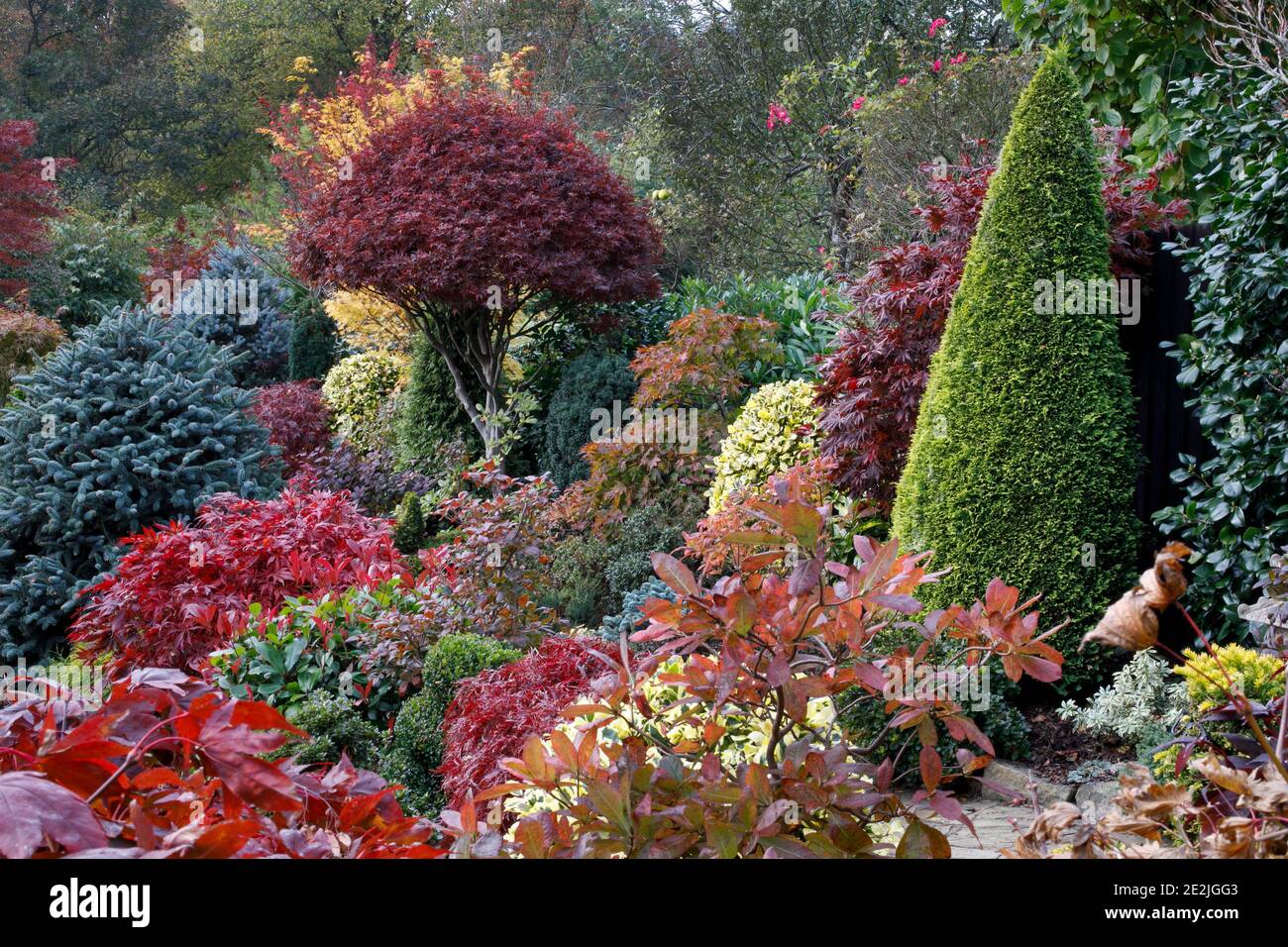 autumnal colours of mixed acers, conifers, photinias, topiary and ...