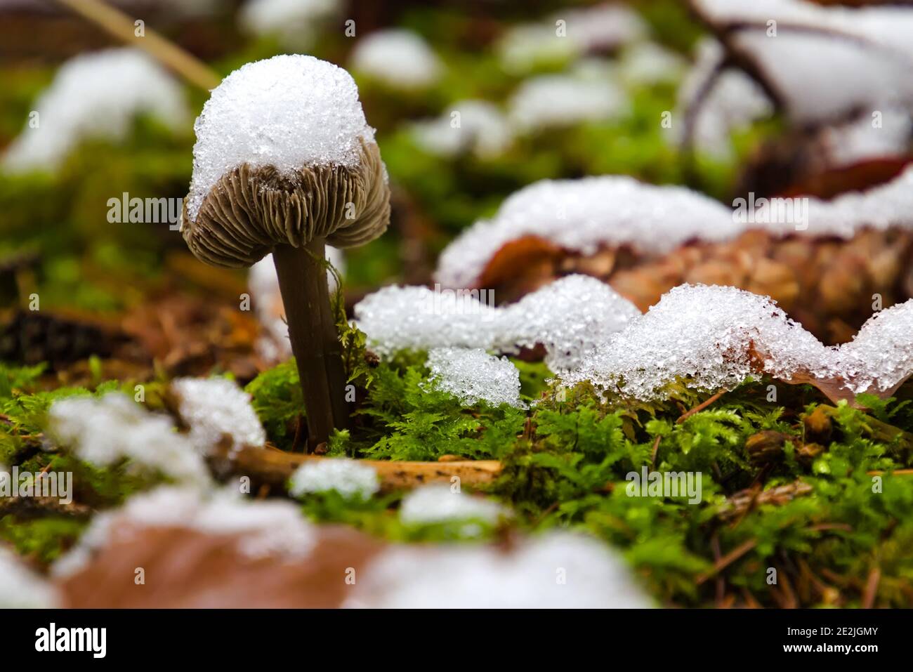 Mushroom covered with snow in winter Stock Photo - Alamy