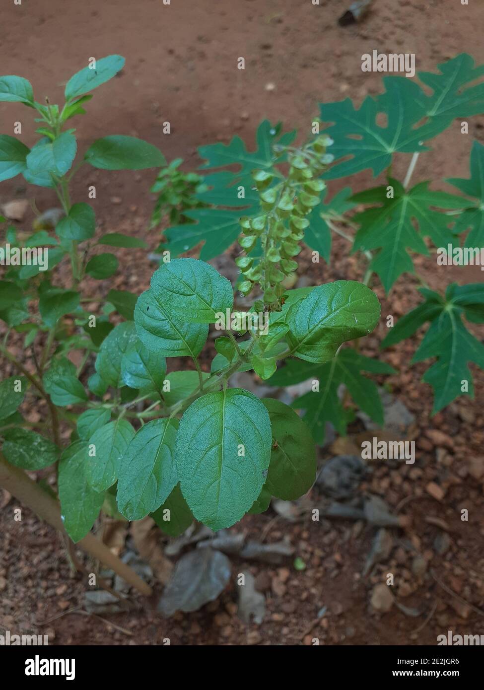 Vertical shot of fresh leaves and vegetations captured in the forest ...