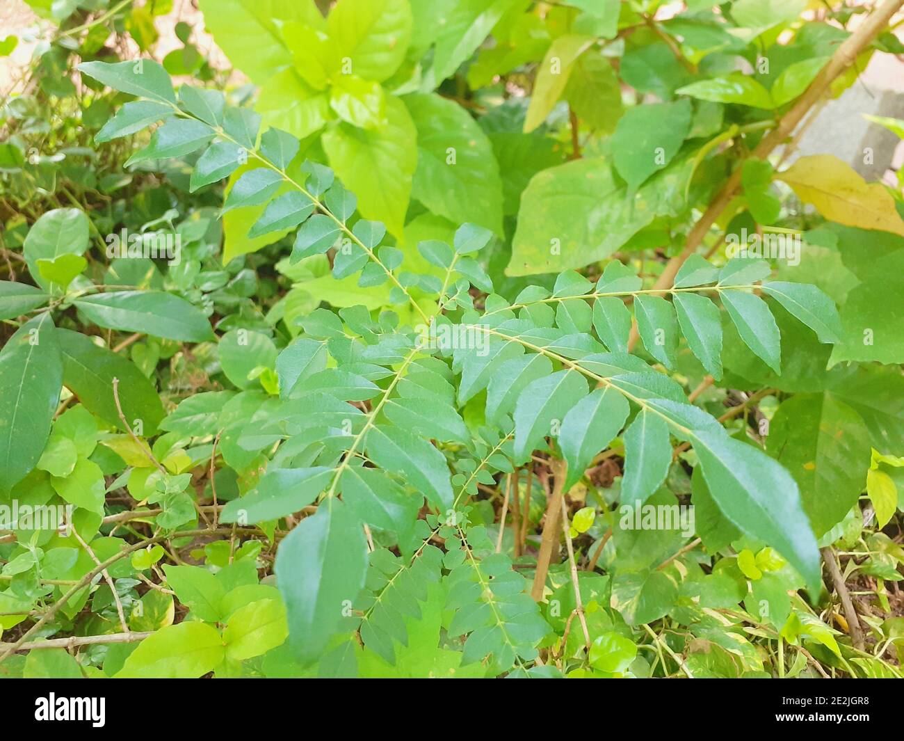 High angle shot of plants with different shaped leaves in a forest ...