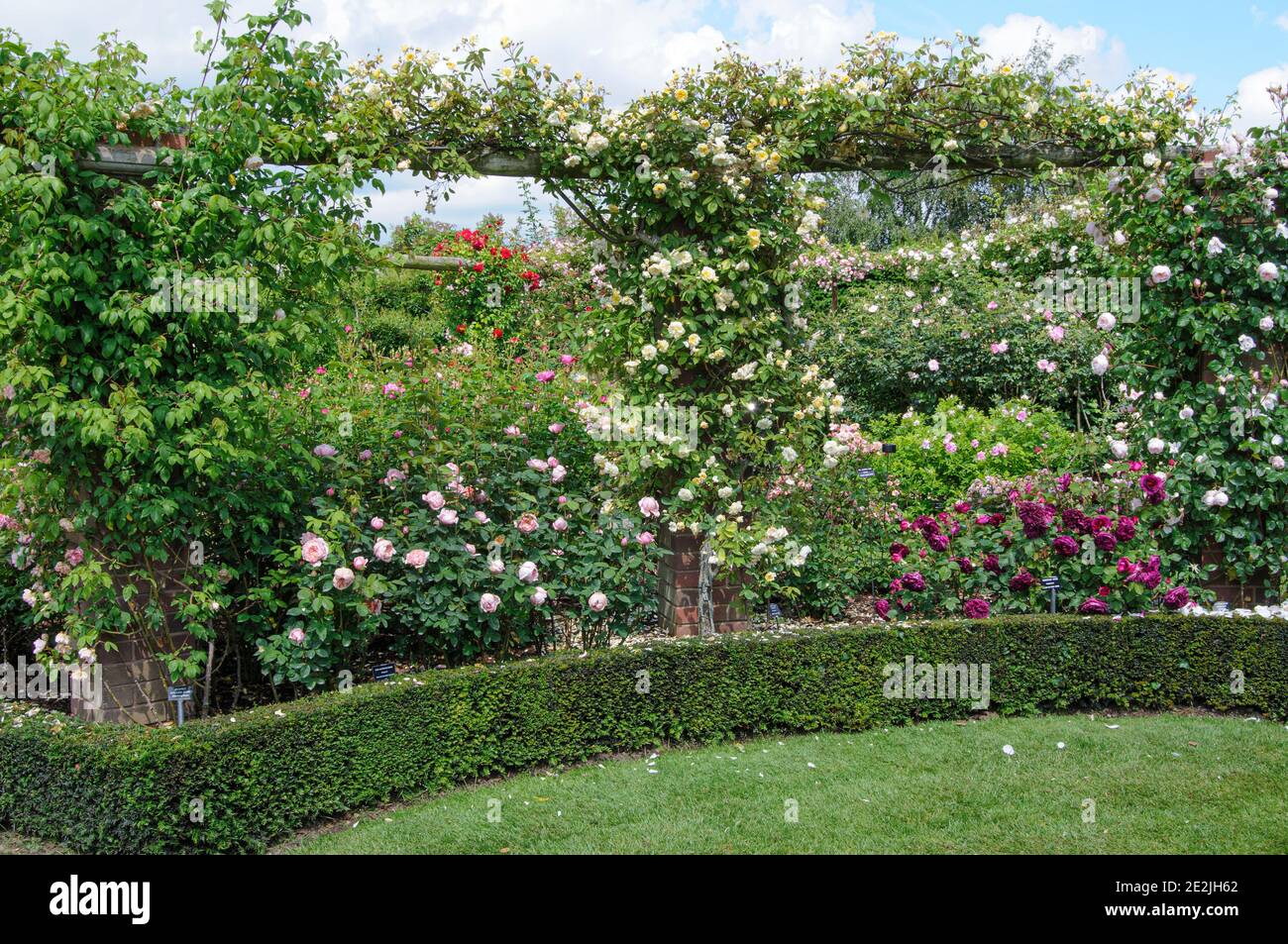 Rose borders hi-res stock photography and images - Alamy