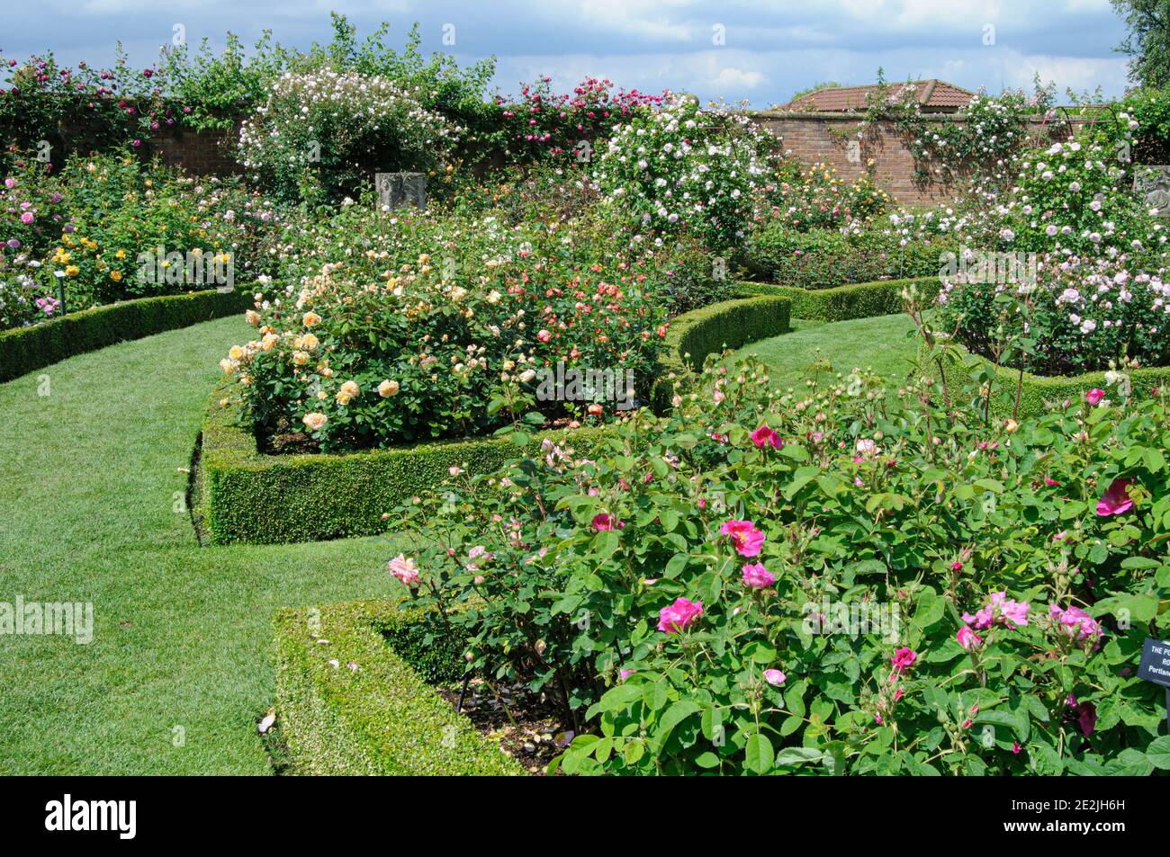Box edged rose beds at David Austin roses Stock Photo - Alamy