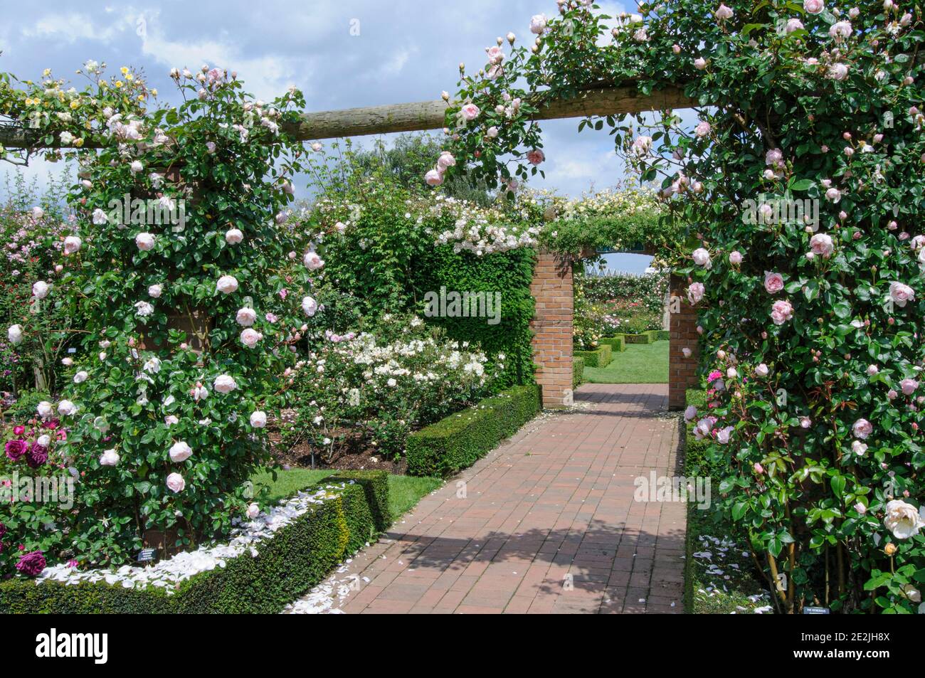 David Austin roses Stock Photo - Alamy