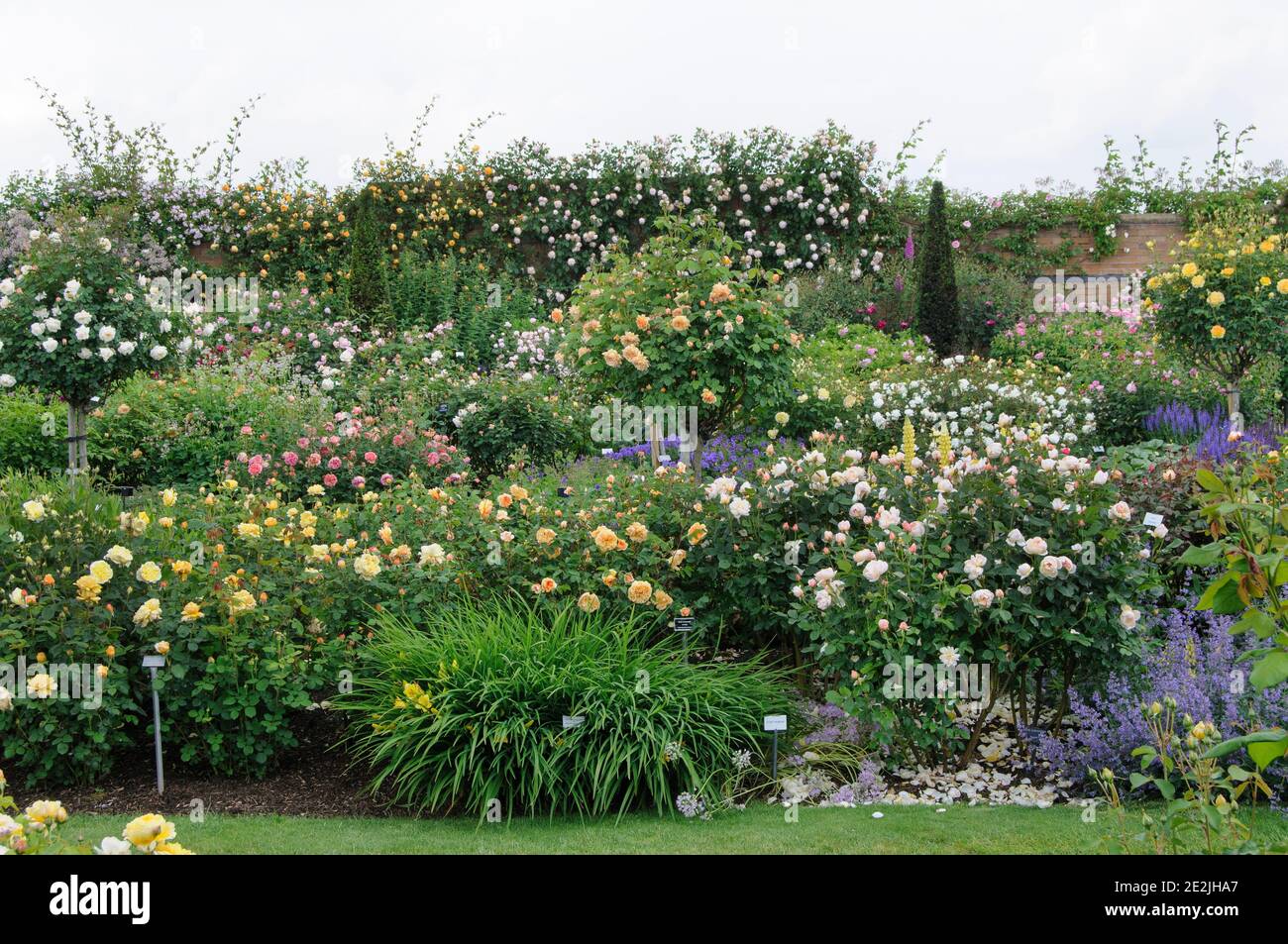 Rose beds hi-res stock photography and images - Alamy