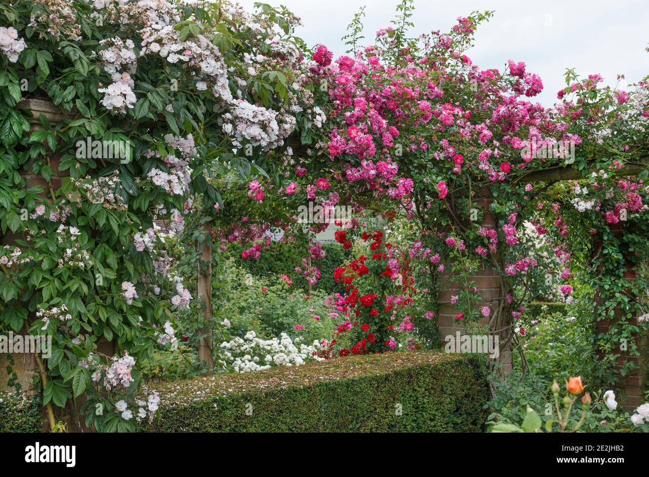 David Austin roses Stock Photo - Alamy