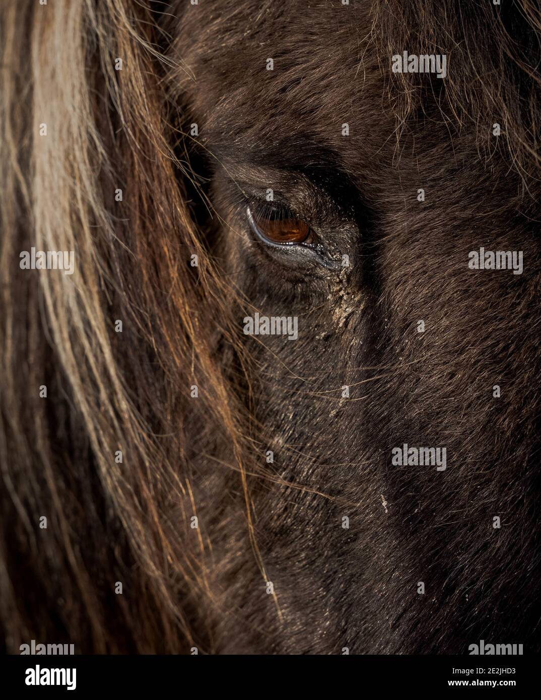 Magnificent black stallion hi-res stock photography and images - Alamy