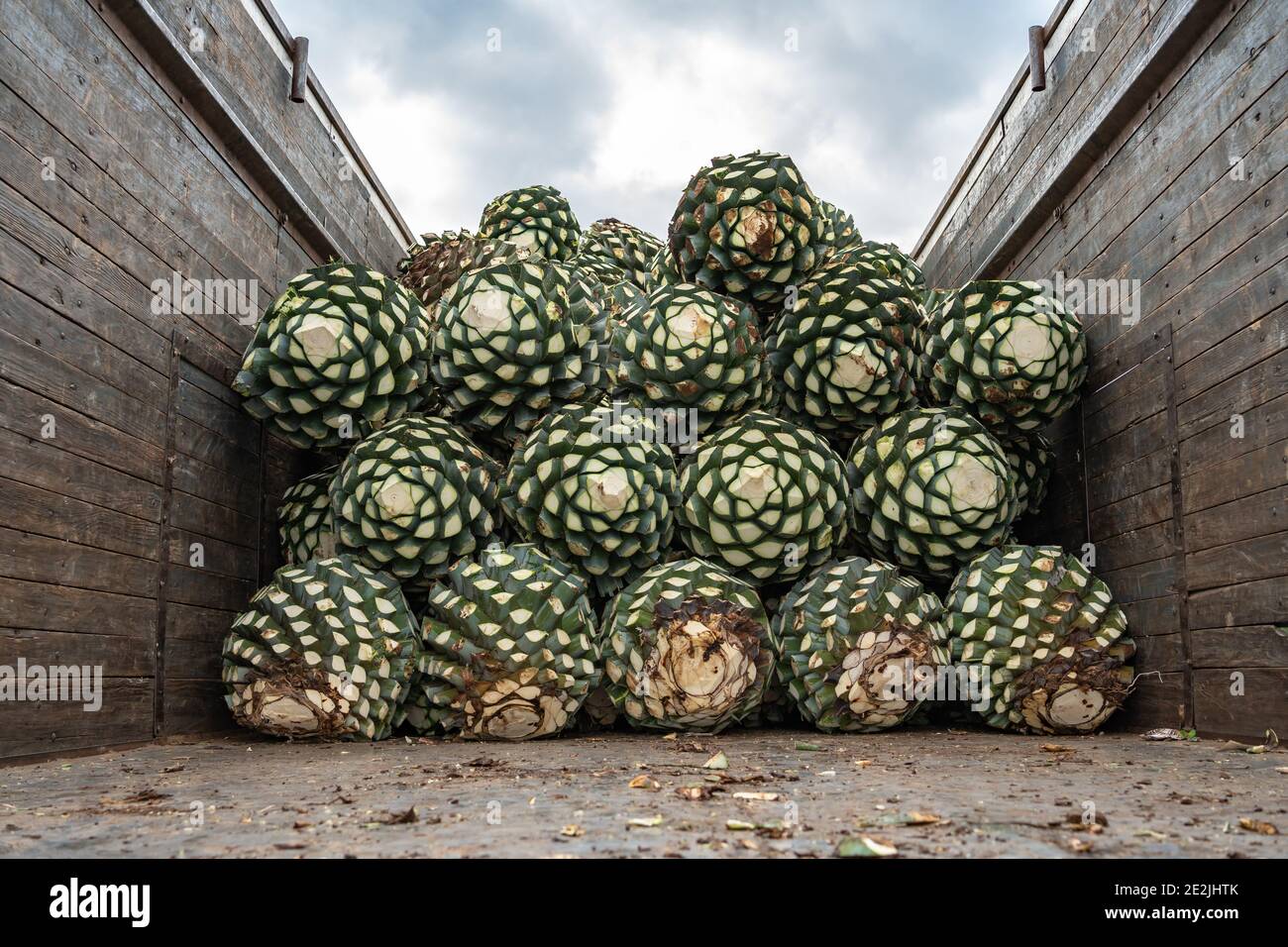 Pile of harvested agave plants in a large truck for transporting Stock ...