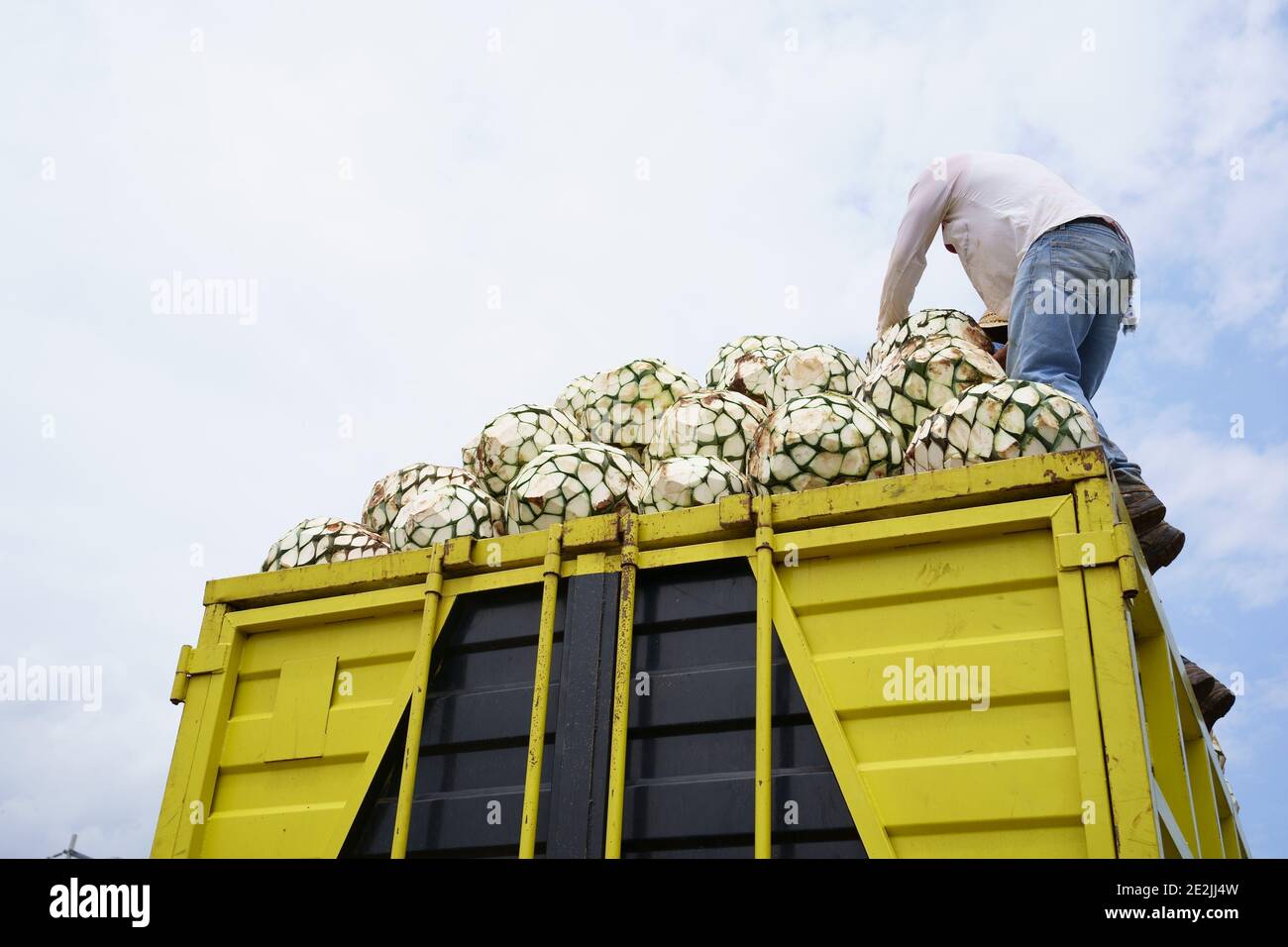 Low angle shot of a farmer loading a large truck with harvested agave ...