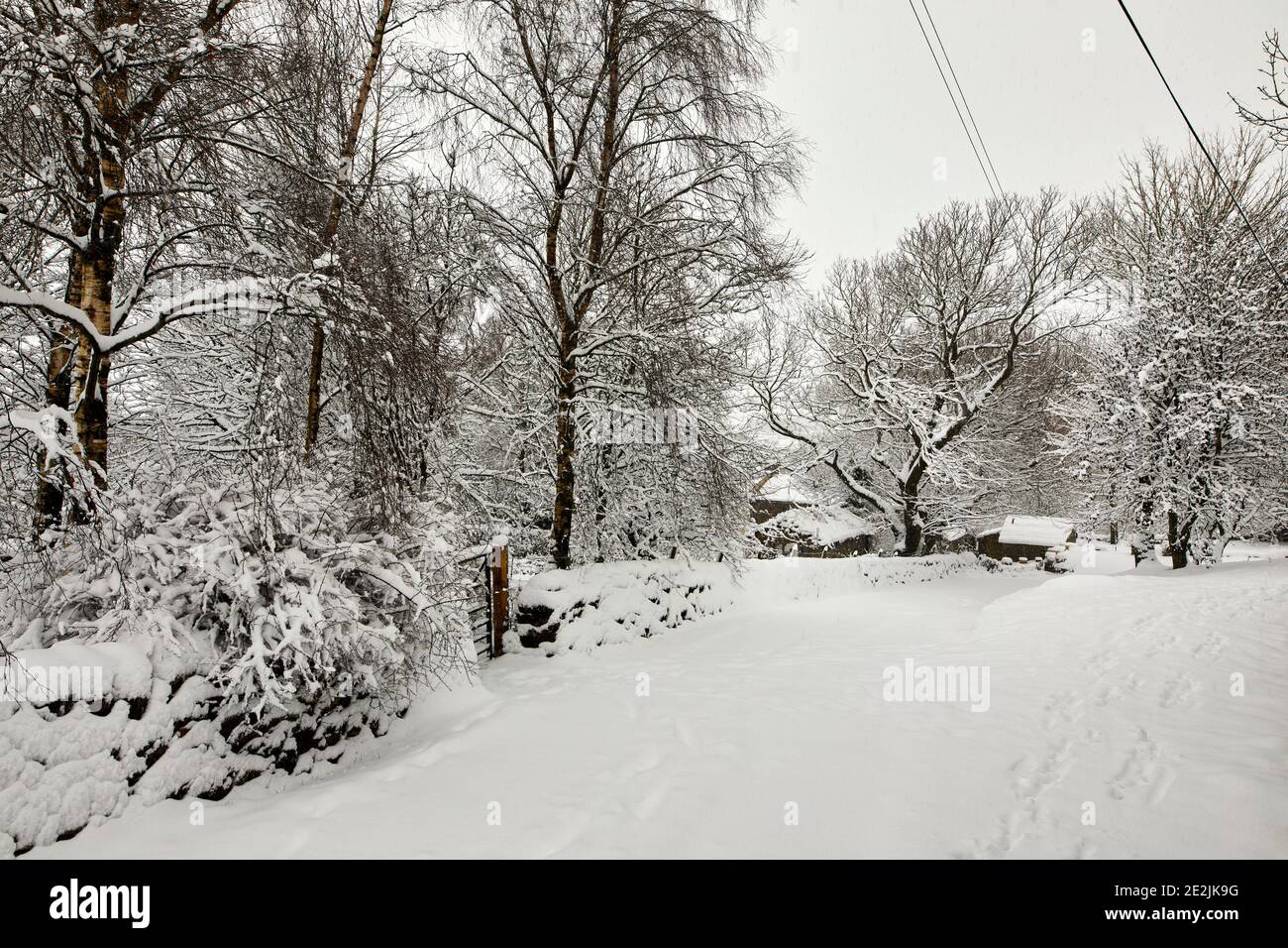 Drooping branches hi-res stock photography and images - Alamy