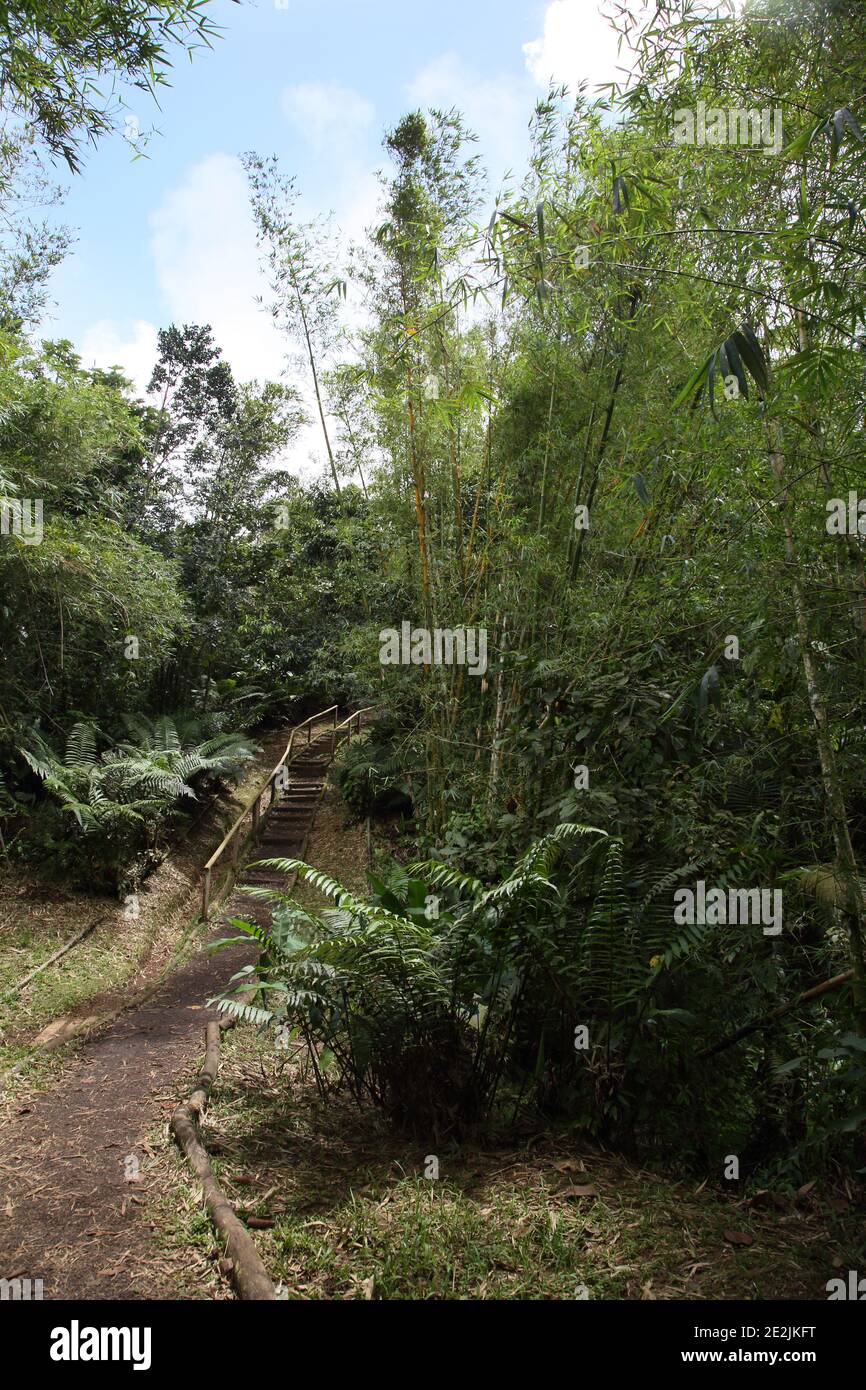Grand Etang Forest Reserve Grenada Bamboo Stock Photo - Alamy