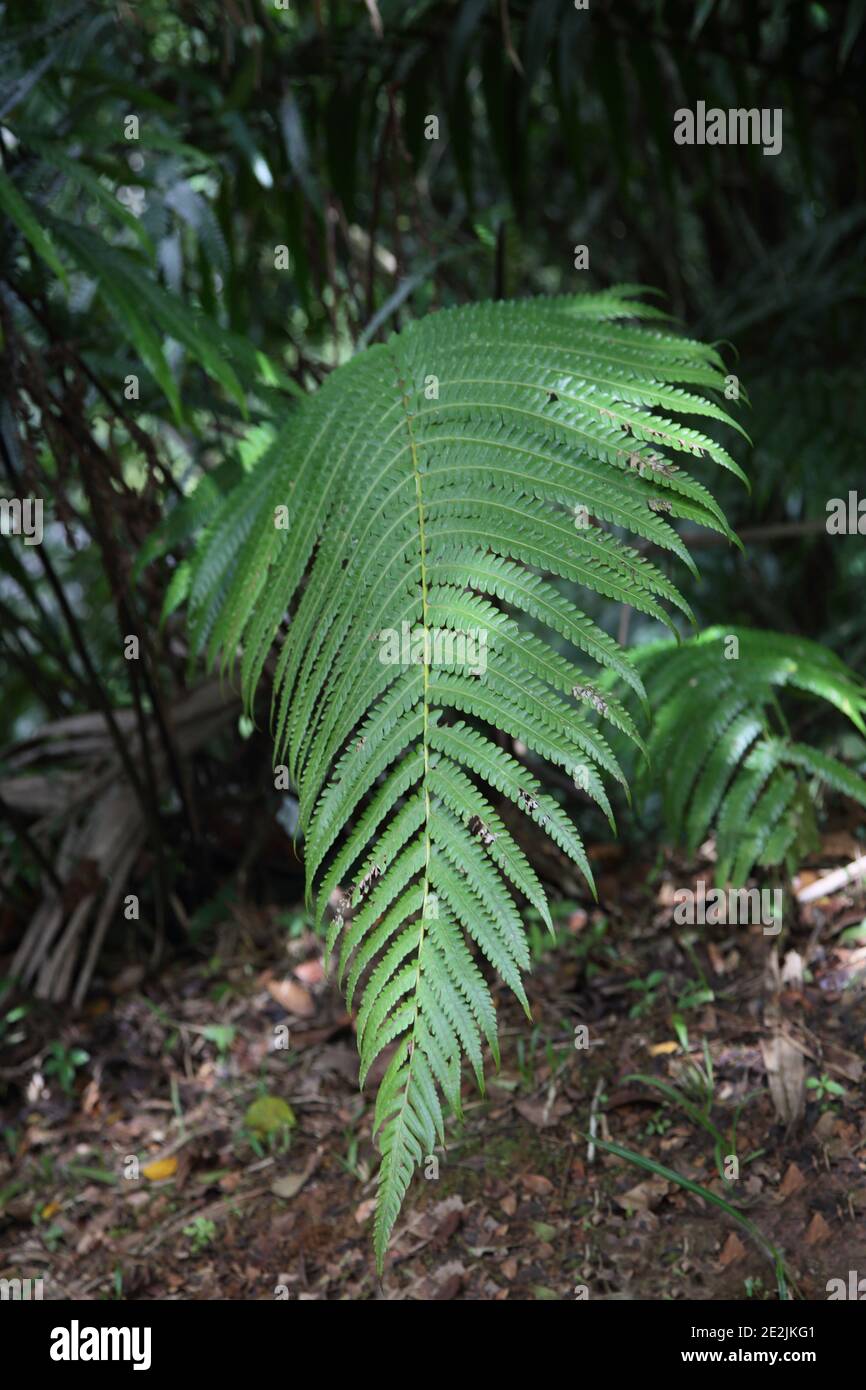 Grand Etang Forest Reserve Grenada Fern Stock Photo - Alamy