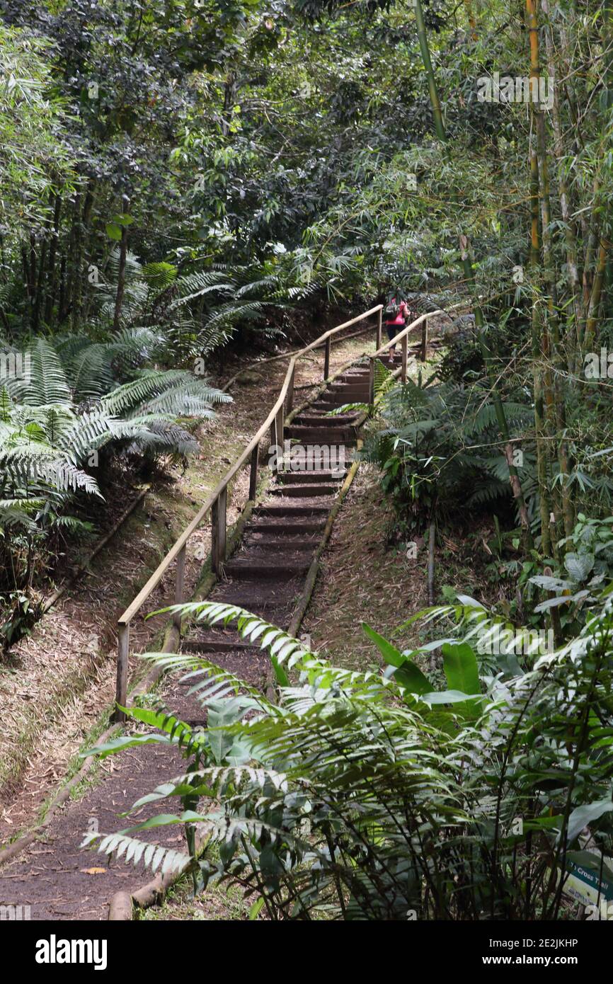 Grand Etang Forest Reserve Grenada Stock Photo - Alamy