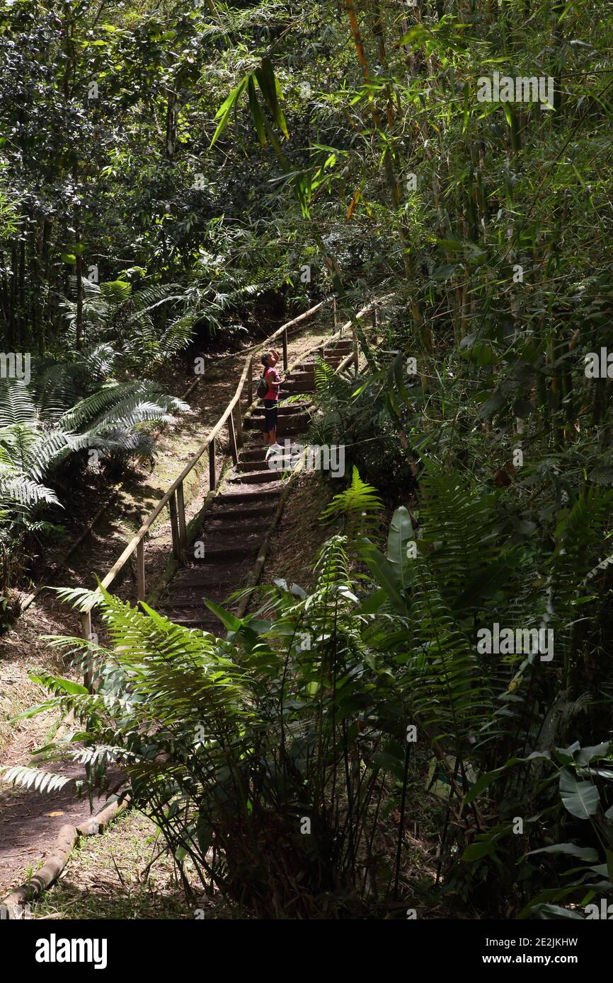 Grand Etang Forest Reserve Grenada Tourist on Steps Stock Photo - Alamy