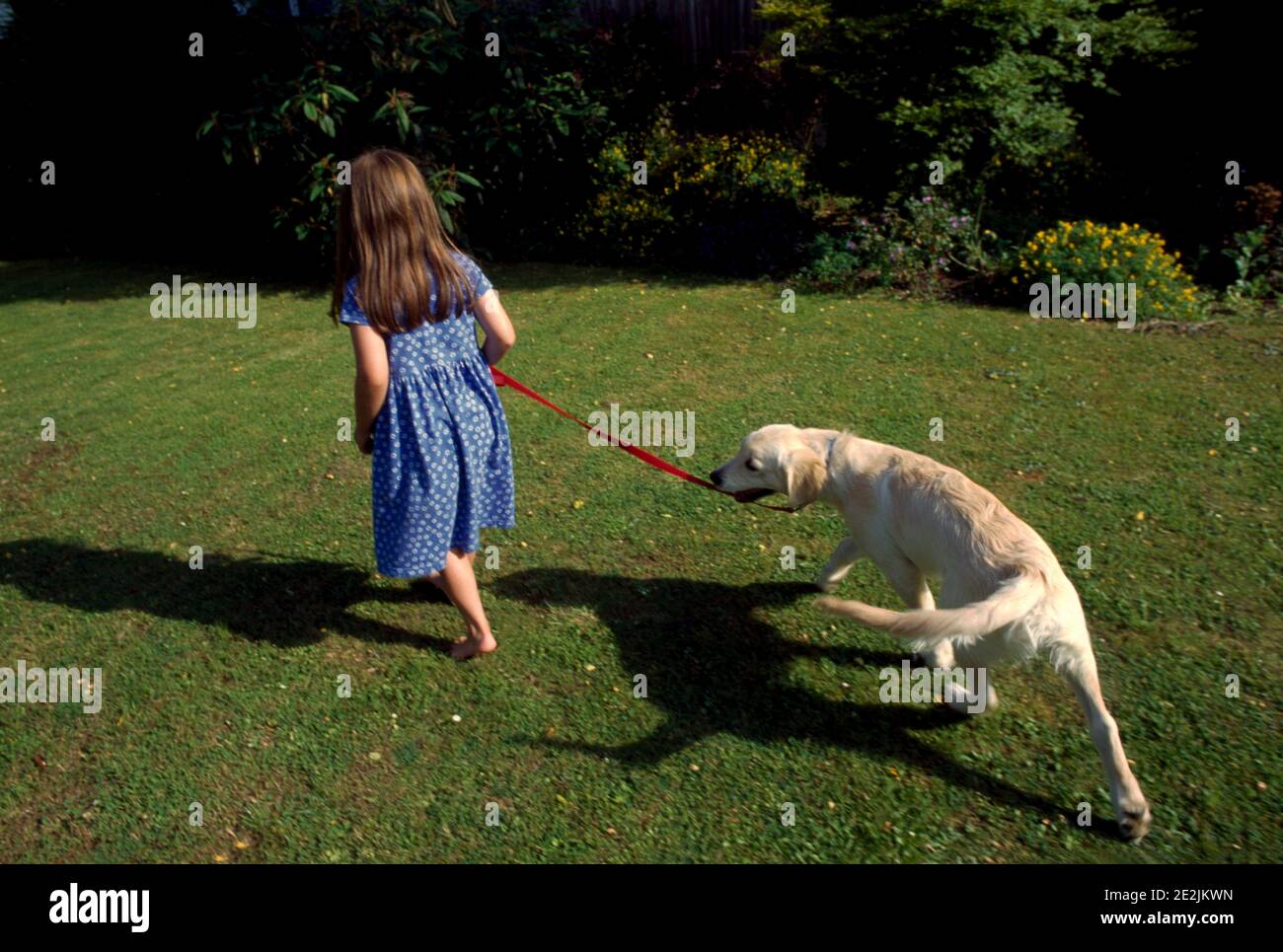 Wagging its tail hi-res stock photography and images - Alamy