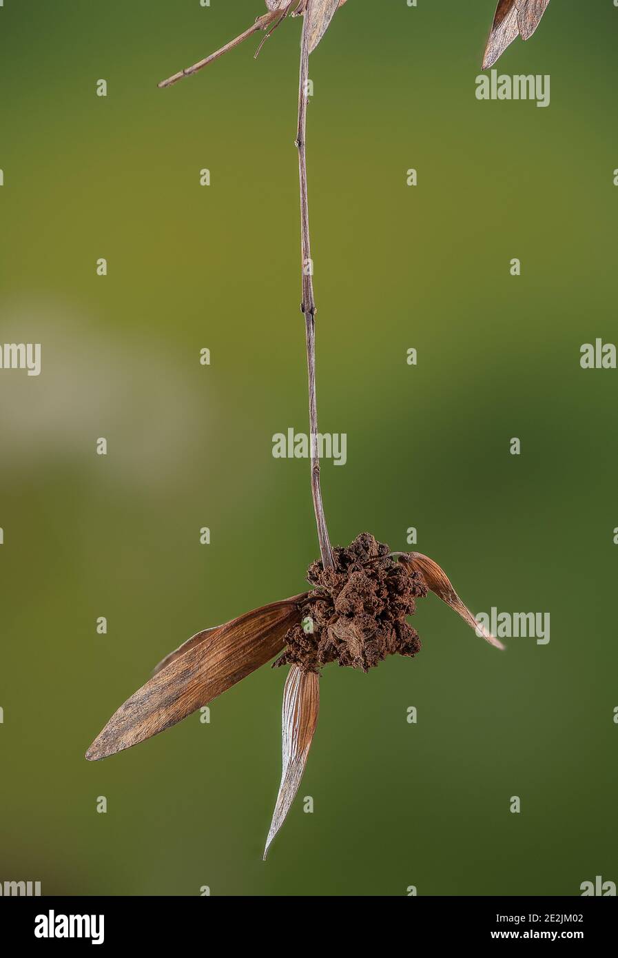 Aceria fraxinivora hi-res stock photography and images - Alamy