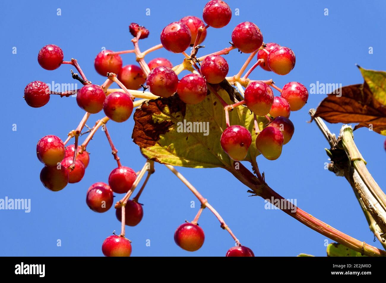 Blue viburnums hi-res stock photography and images - Alamy