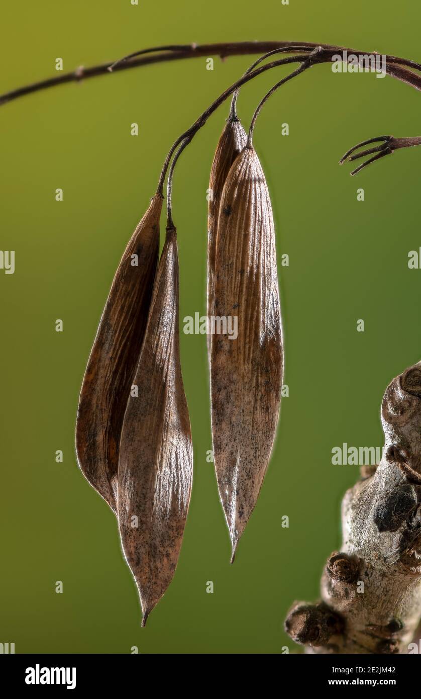 Common ash keys (fruit), Fraxinus excelsior, in early winter Stock ...