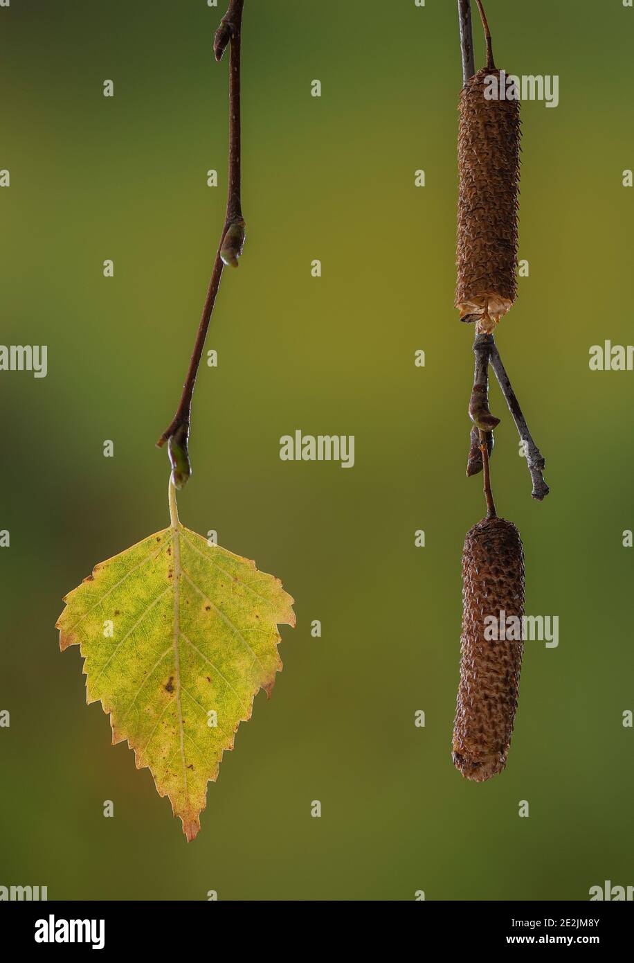 Silver birch seeds hi-res stock photography and images - Alamy
