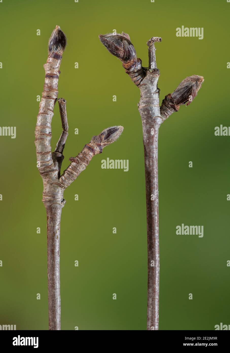Rowan, Sorbus aucuparia, twigs and buds in early winter Stock Photo - Alamy