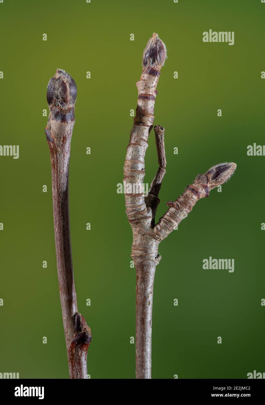 Rowan, Sorbus aucuparia, twigs and buds in early winter Stock Photo - Alamy