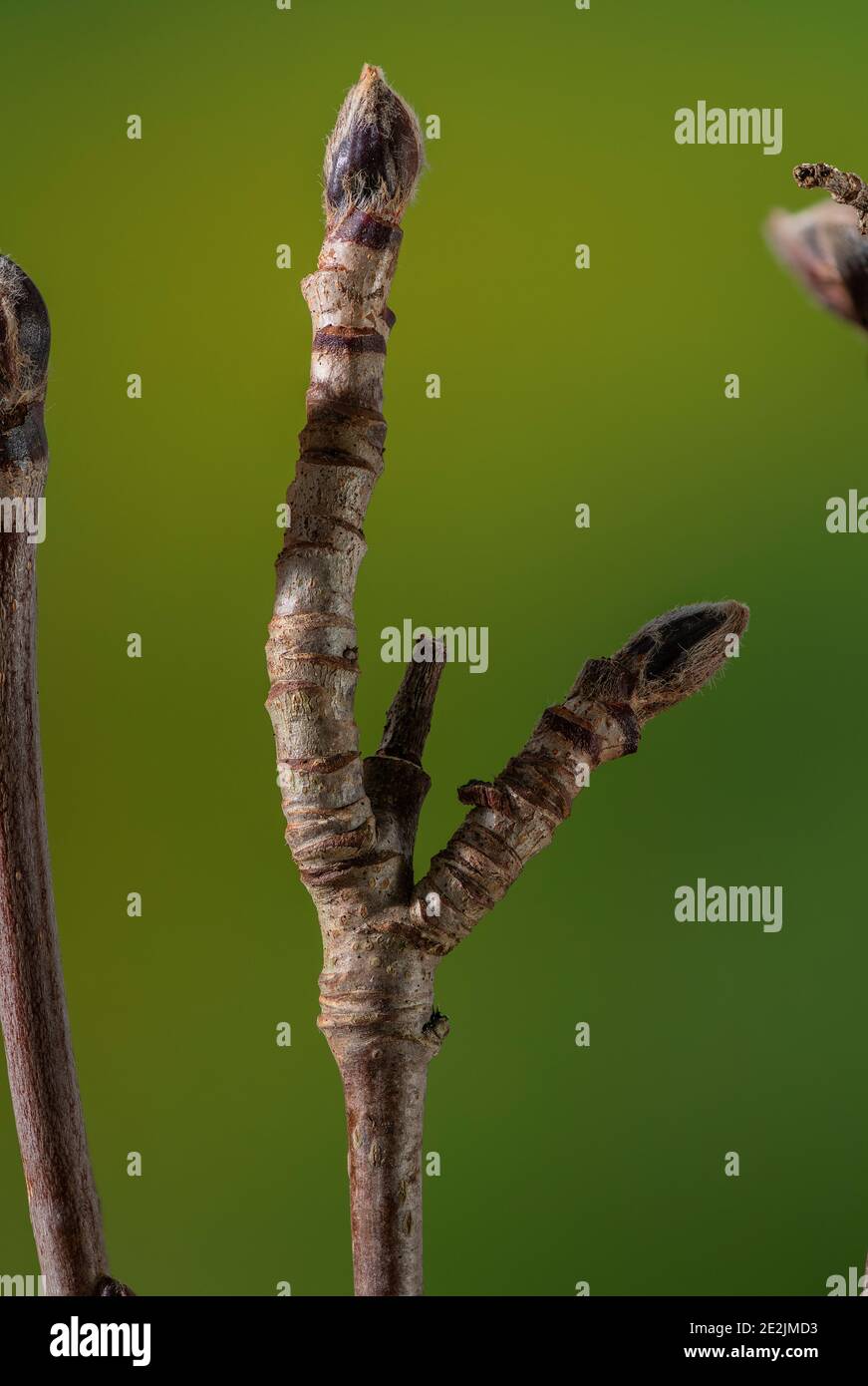 Rowan, Sorbus aucuparia, twigs and buds in early winter Stock Photo - Alamy