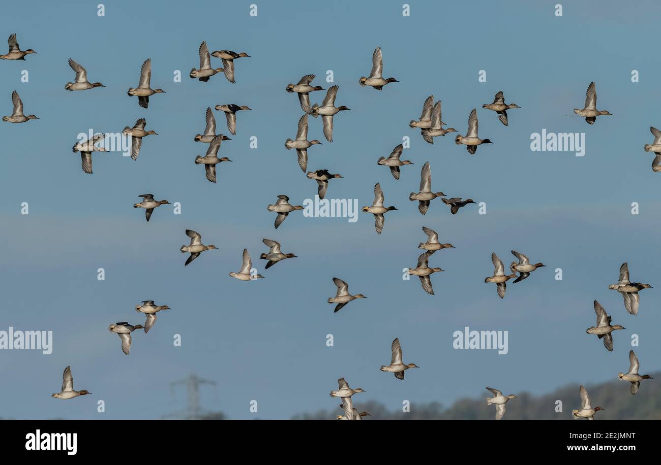 Flock of Common teal, Anas crecca, - males and females - in flight in ...