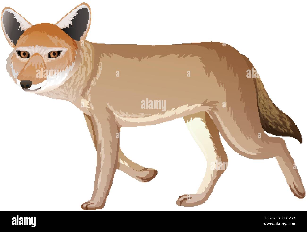 Coyote isolated on white background illustration Stock Vector Image ...