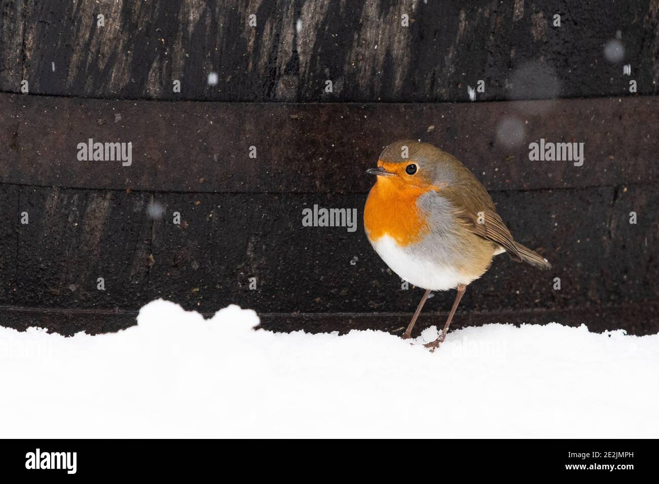 robin bird (Erithacus rubecula) standing in snow in front of whisky ...