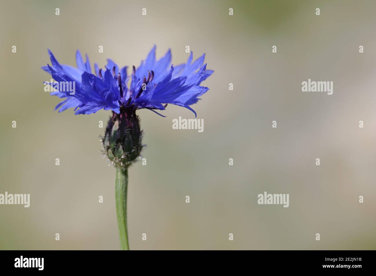 Blossom of a cornflower hi-res stock photography and images - Alamy