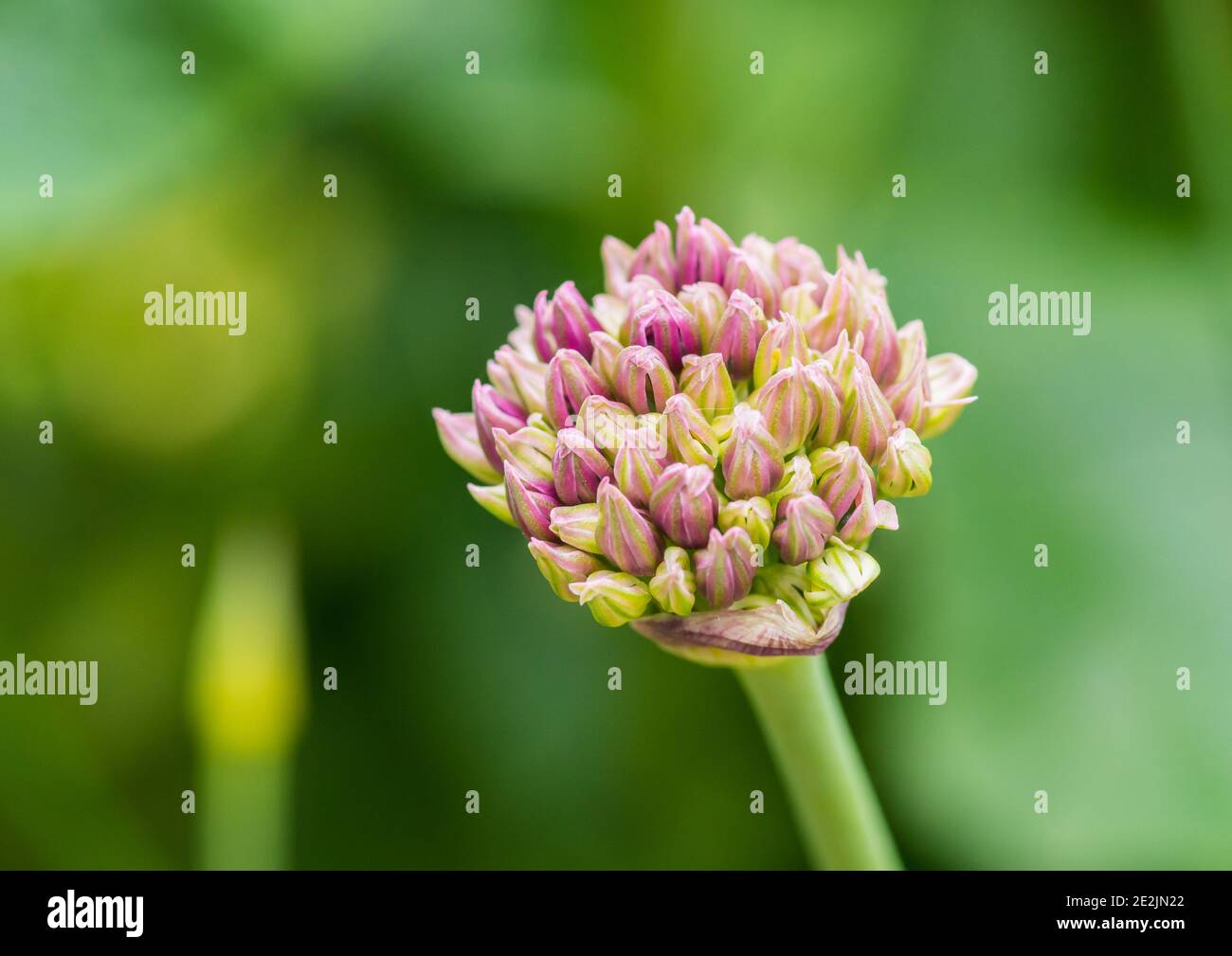 A macro shot of the pink flower buds of an allium bloom Stock Photo - Alamy