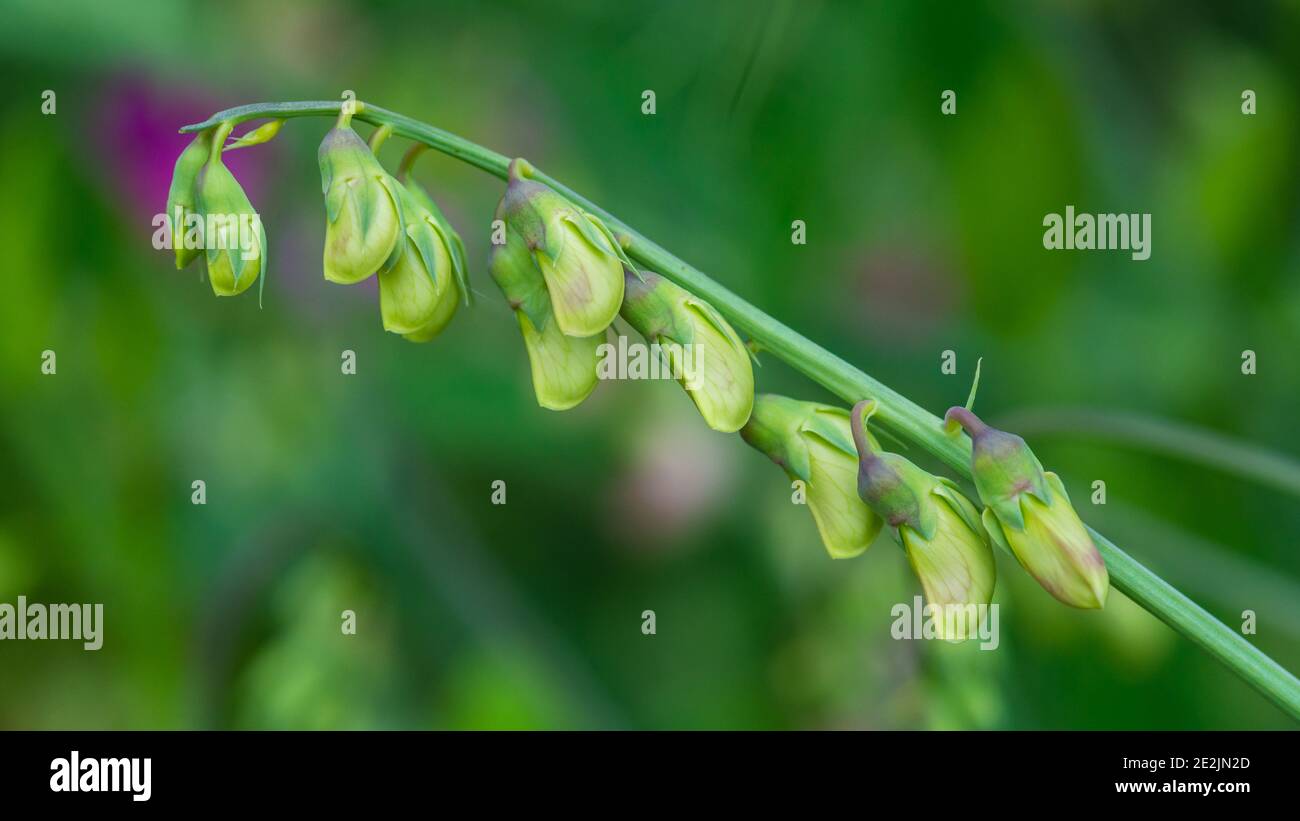 Sweet pea bud flower hi-res stock photography and images - Alamy