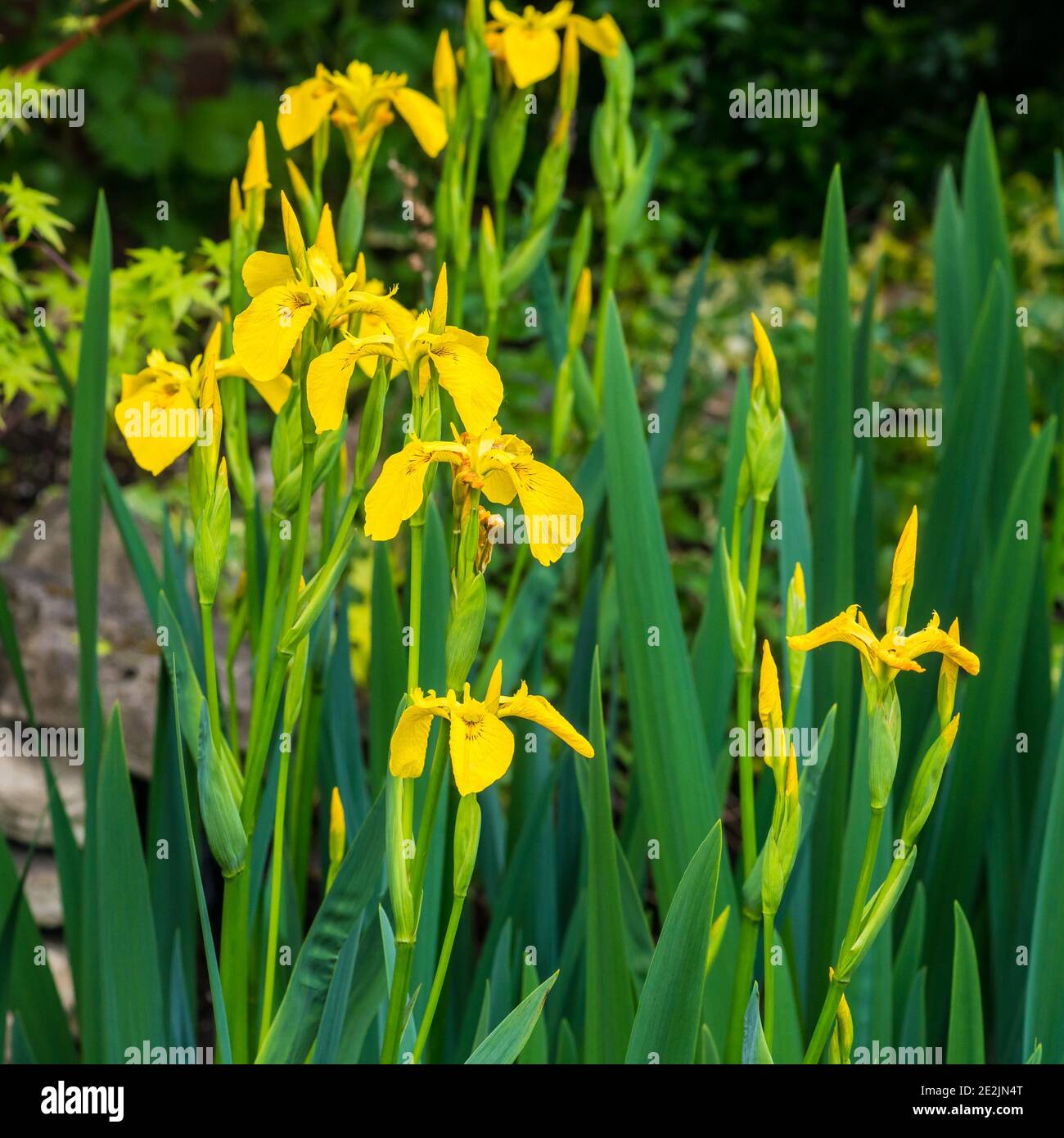 Yellow iris flower bud hi-res stock photography and images - Alamy