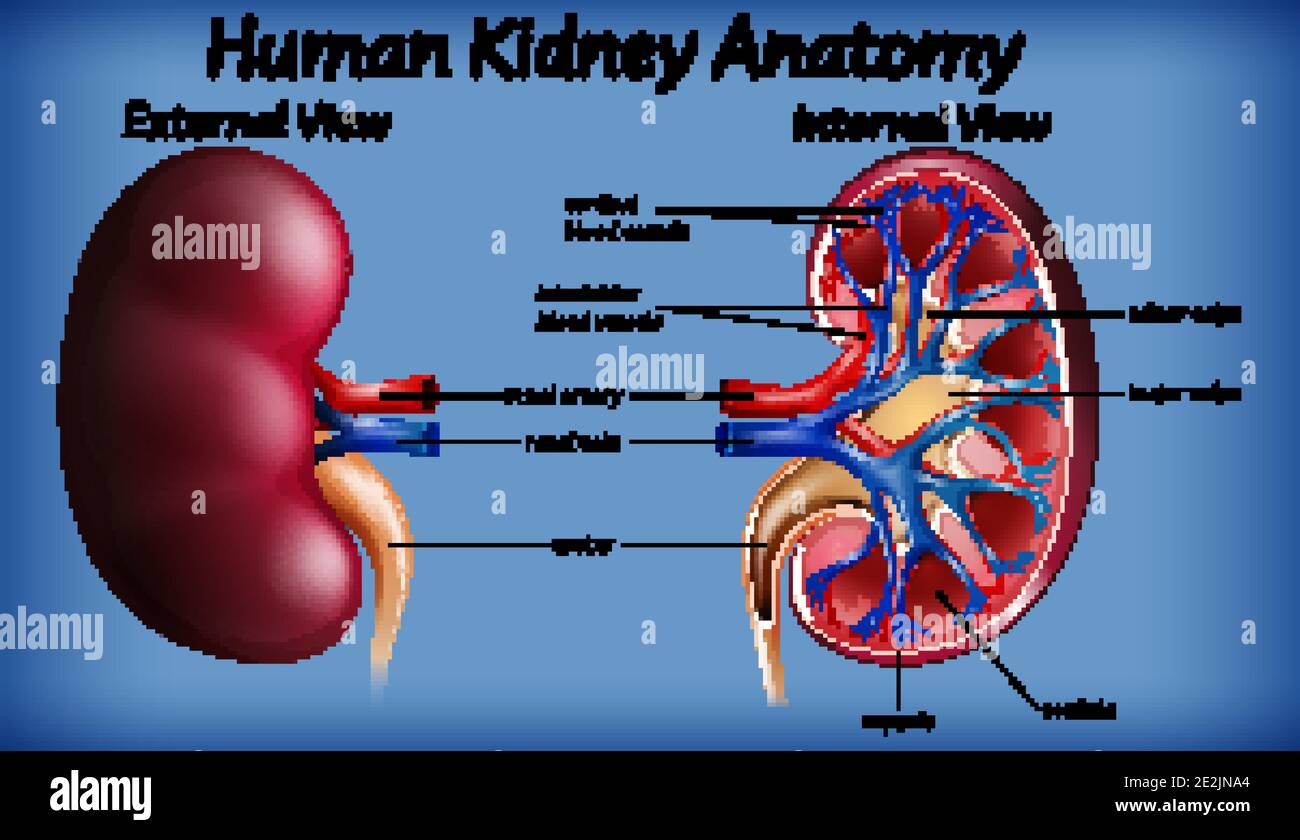 Medical human kidney anatomy illustration Stock Vector Image & Art - Alamy