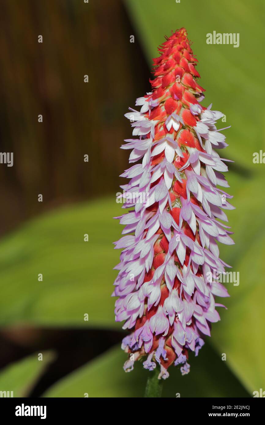 Close up primrose flower hi-res stock photography and images - Alamy