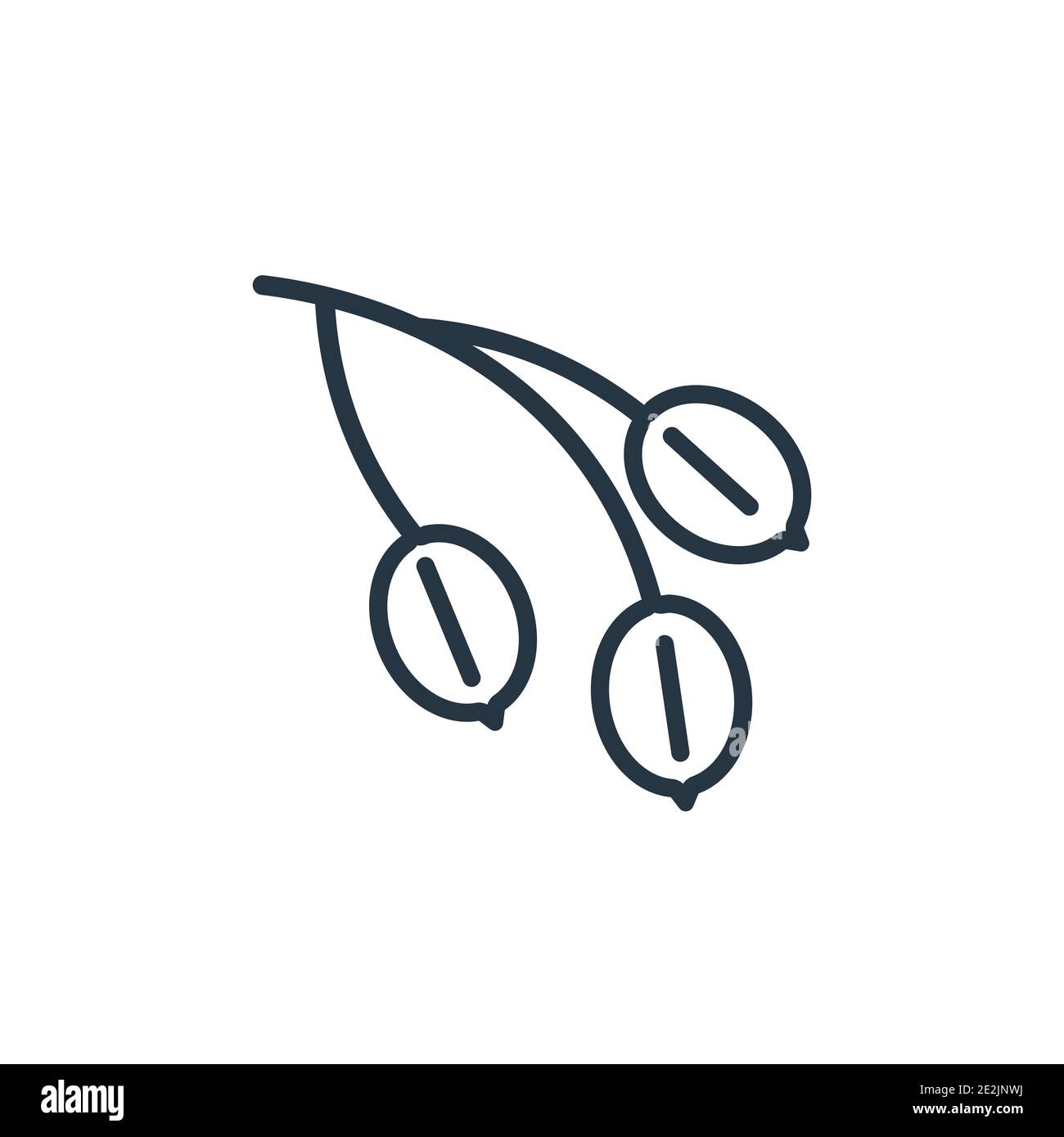 Gooseberry outline vector icon. Thin line black gooseberry icon, flat ...