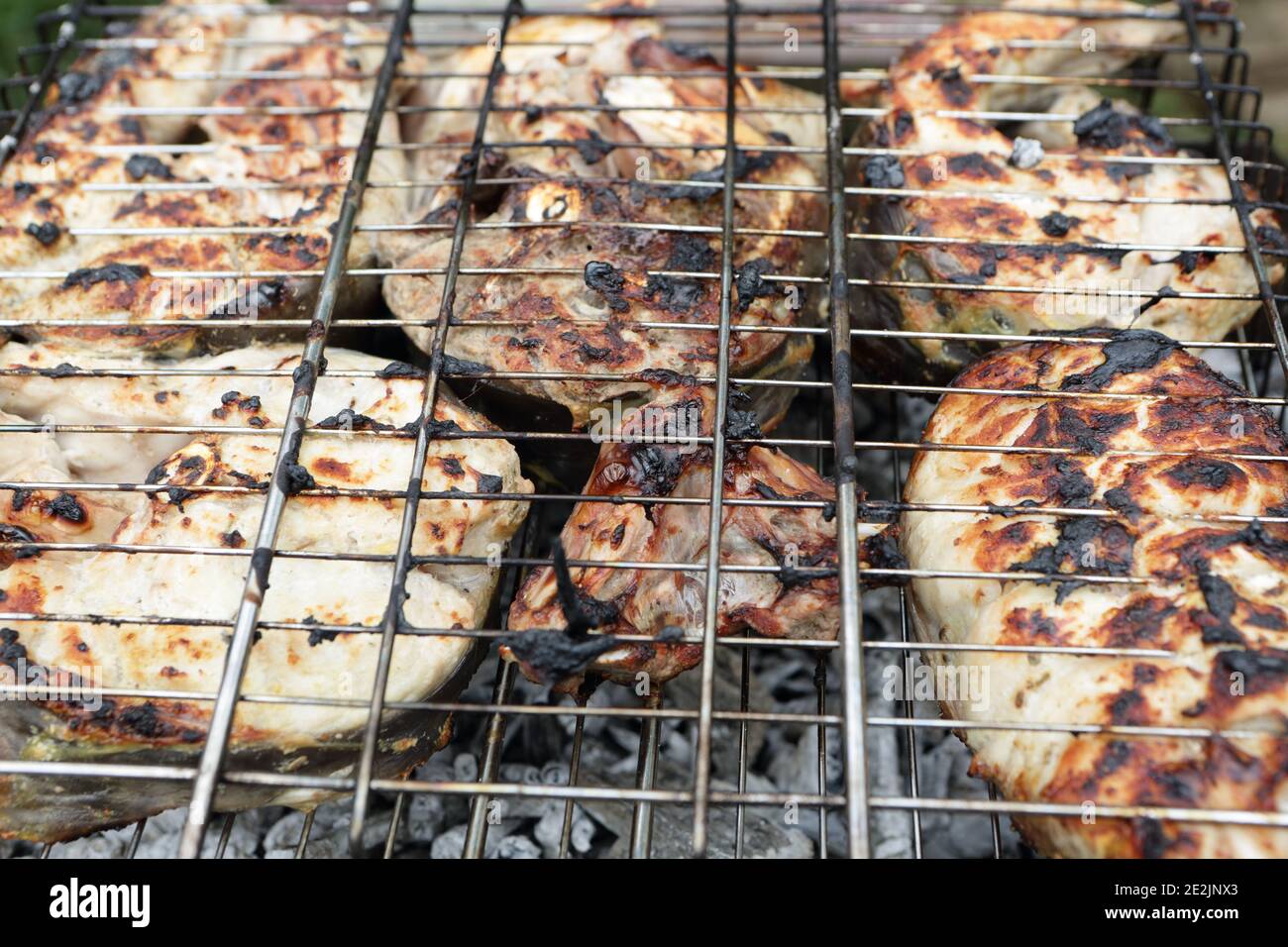 Wood eating catfish hi-res stock photography and images - Alamy