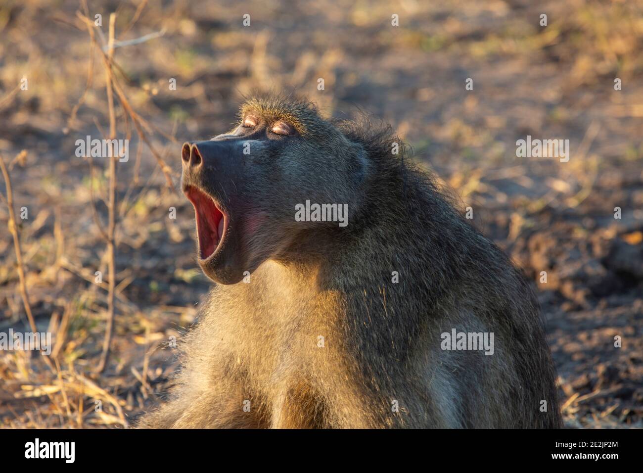 Baby Baboon Teeth