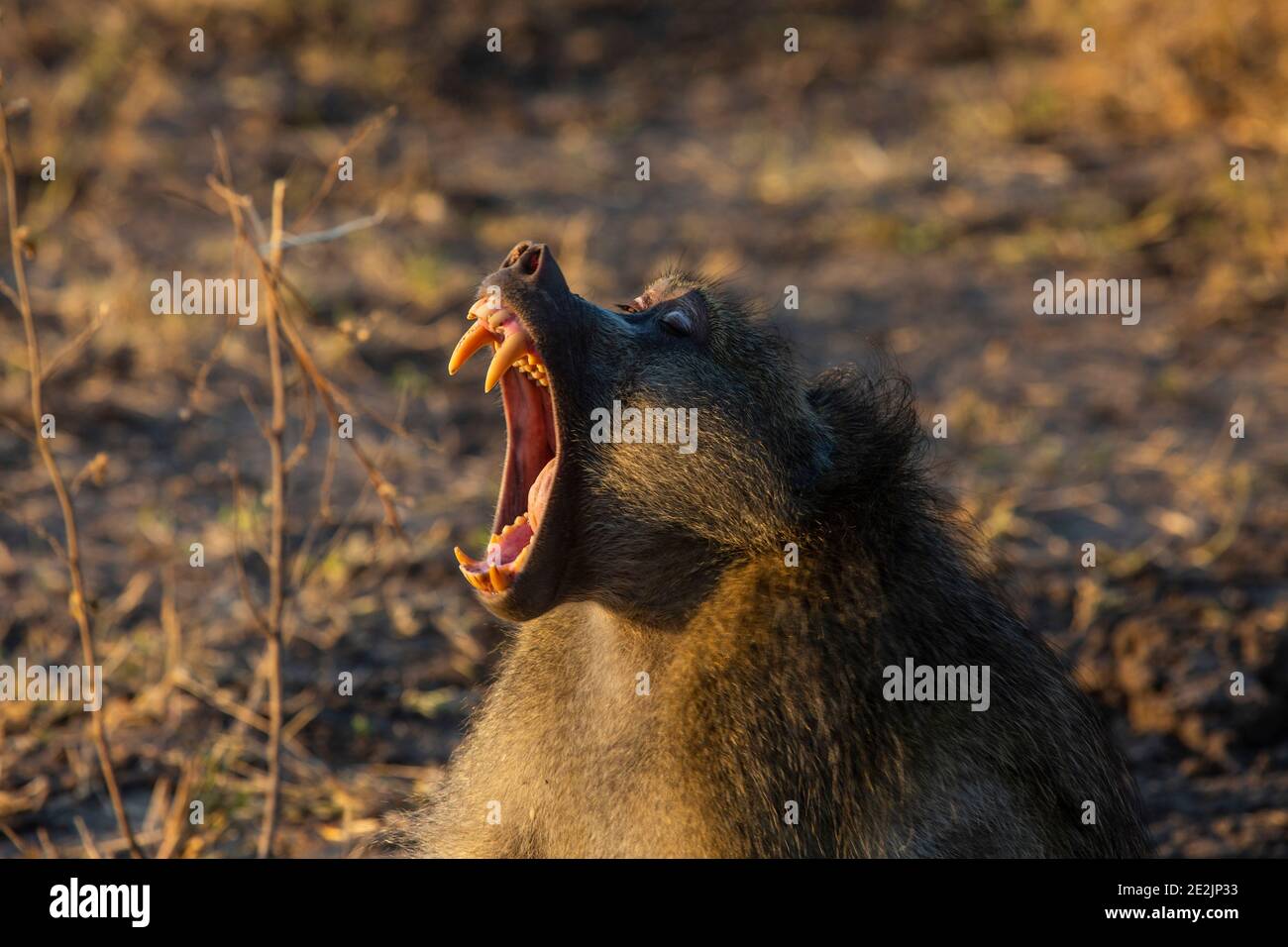Baboon monkey in Chobe national Park of Botswana Stock Photo - Alamy