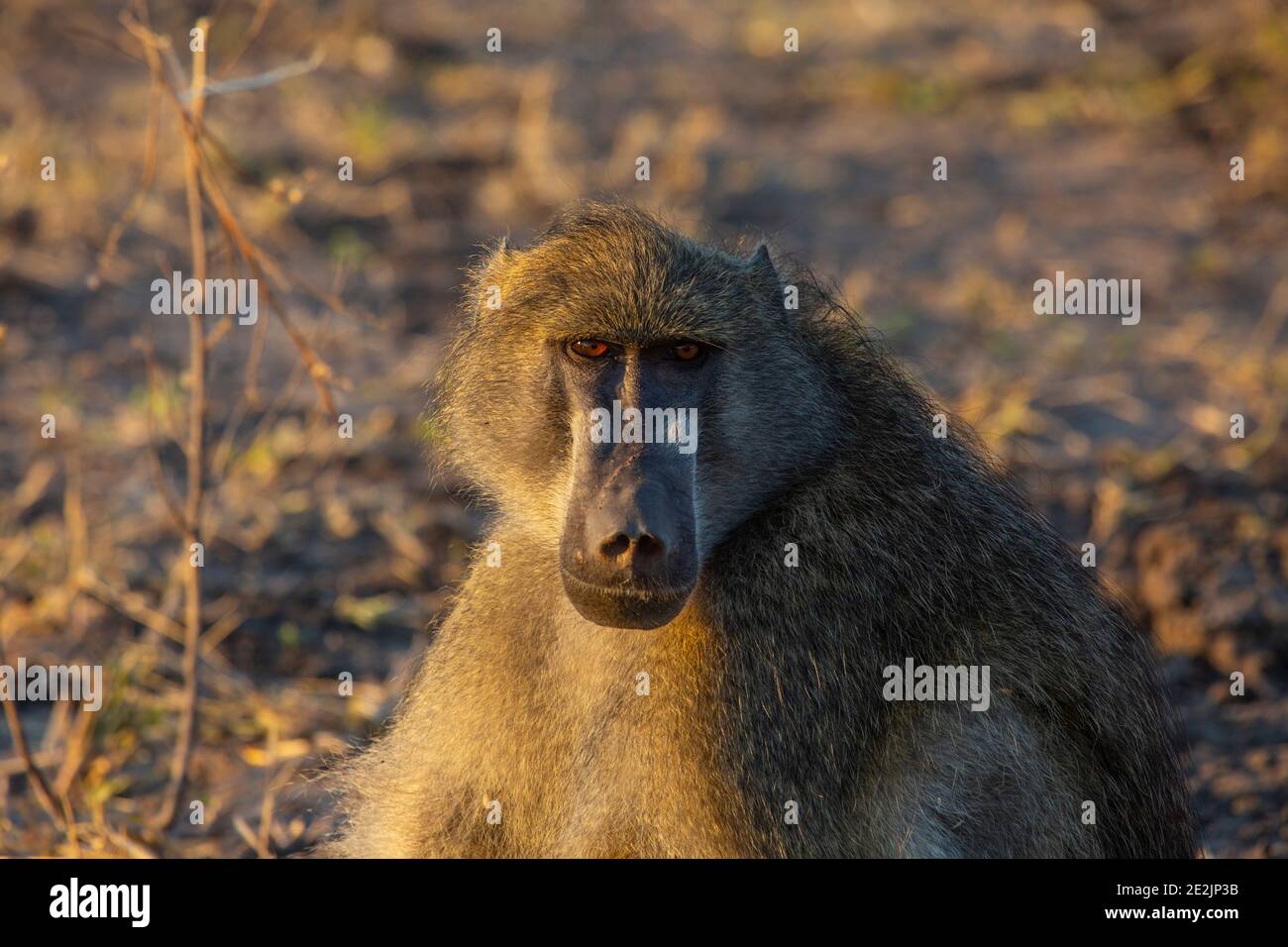 Baboon monkey in Chobe national Park of Botswana Stock Photo - Alamy