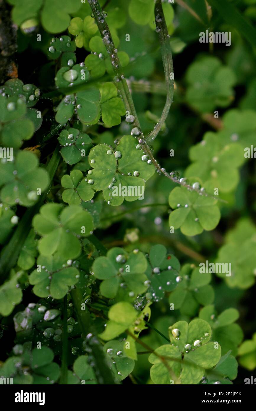 Top view of lucky Irish four-leaf clover with water droplets in the ...