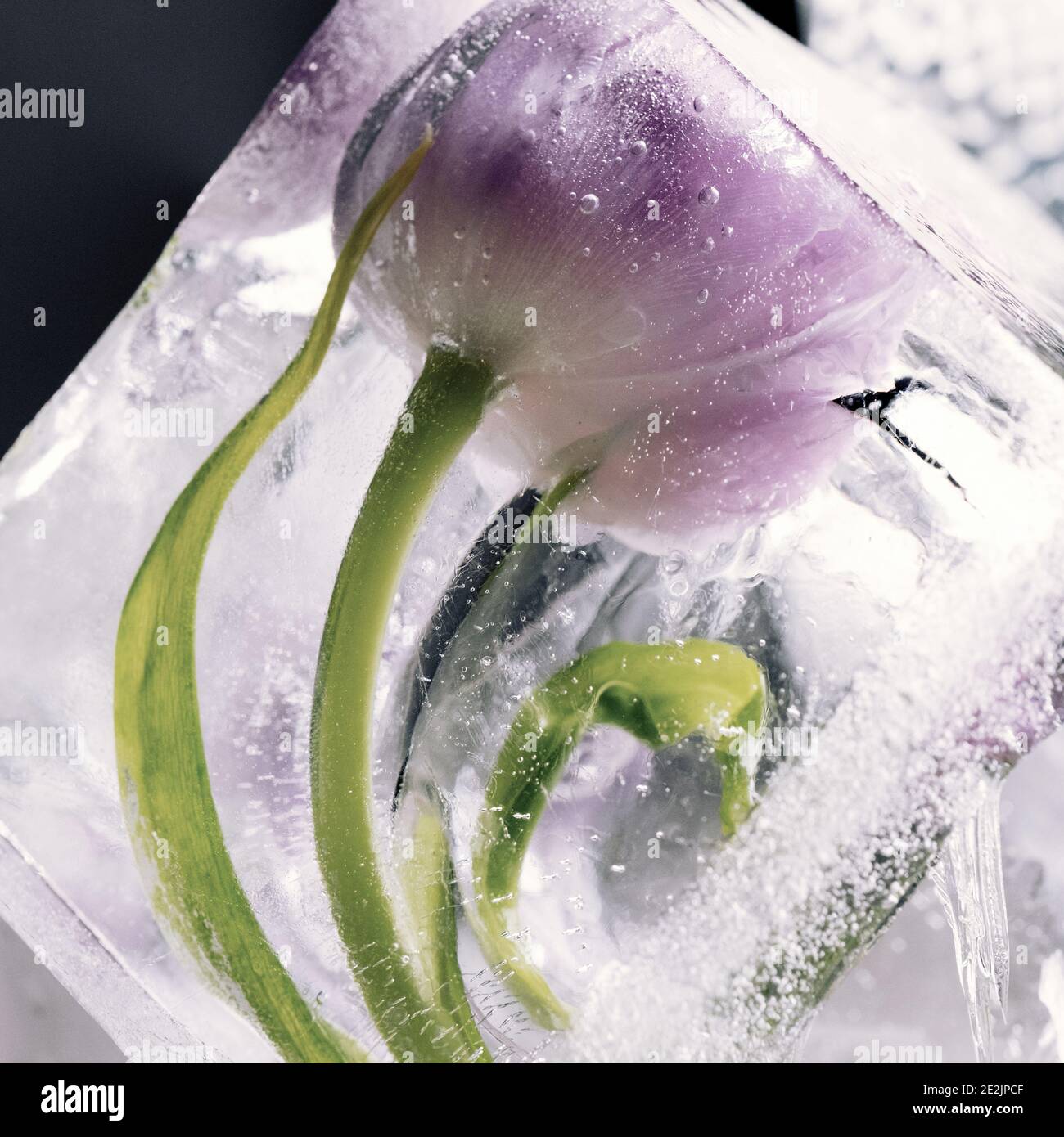 Beautiful tulip flower in an ice cube Stock Photo - Alamy