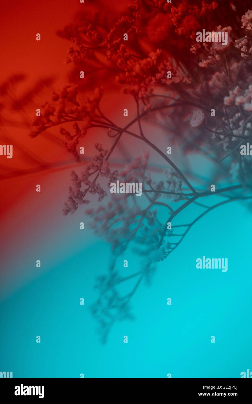 Red and blue filter wallpaper of blossom flowers on a tree Stock Photo ...