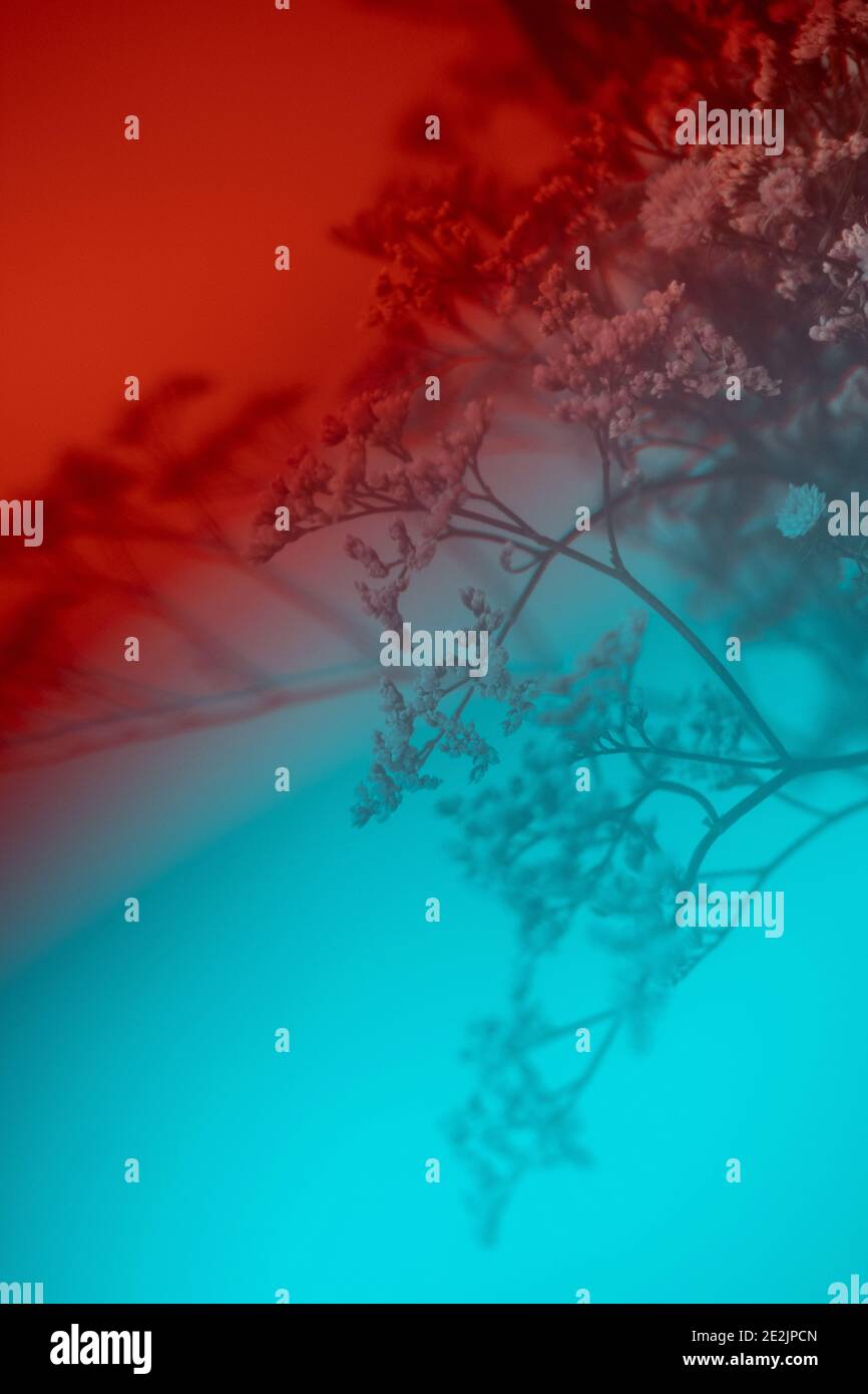 Red and blue filter wallpaper of blossom flowers on a tree Stock Photo ...