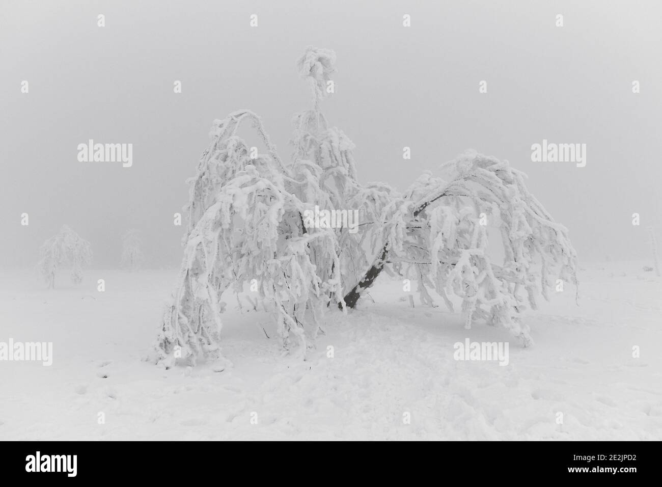 Snow white tree hi-res stock photography and images - Alamy