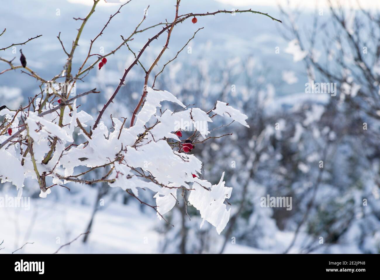 Rose covered in frost hi-res stock photography and images - Alamy